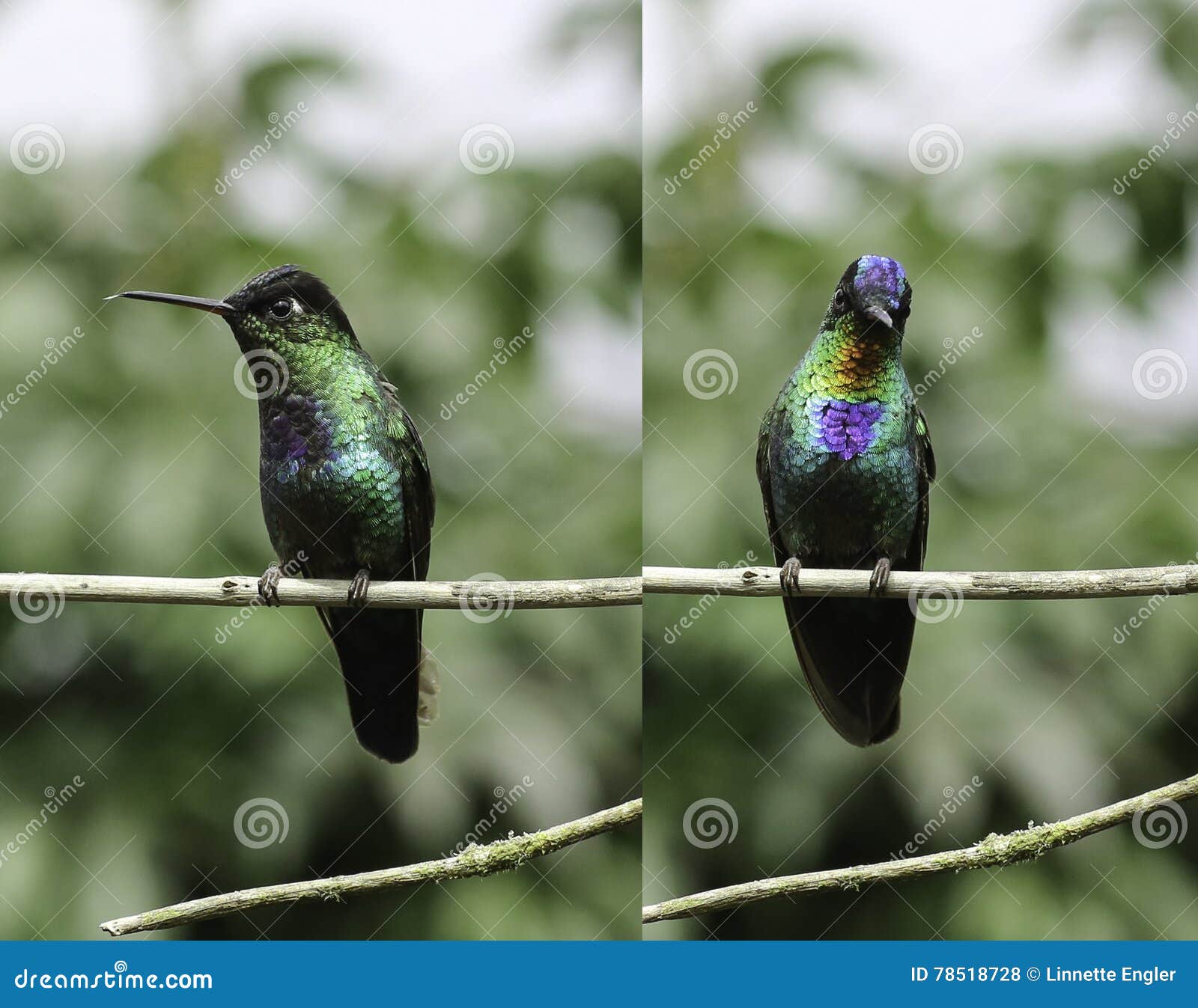 Fiery-throated Hummingbird Comparison (Panterpe Insignis) Stock Photo ...