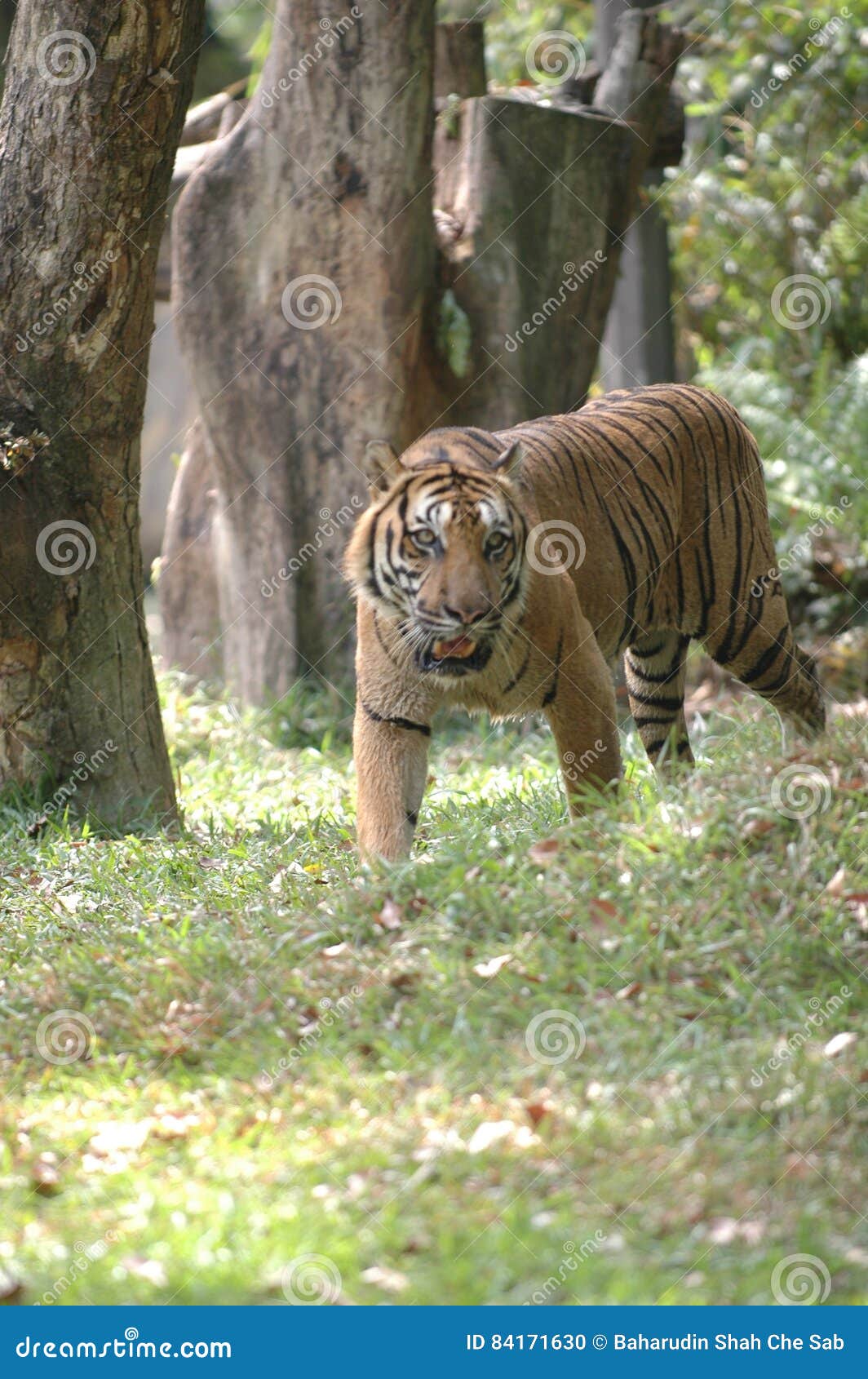 The fiery tiger stock photo. Image of white, wildlife - 84171630