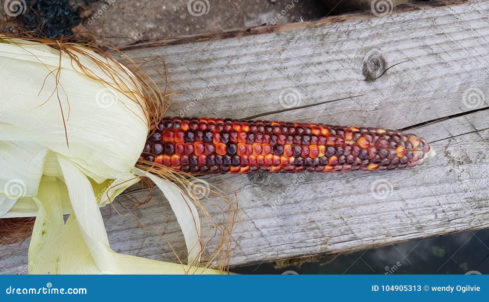 Fiesta popcorn stock image. Image of corn, popcorn, husk - 104905313