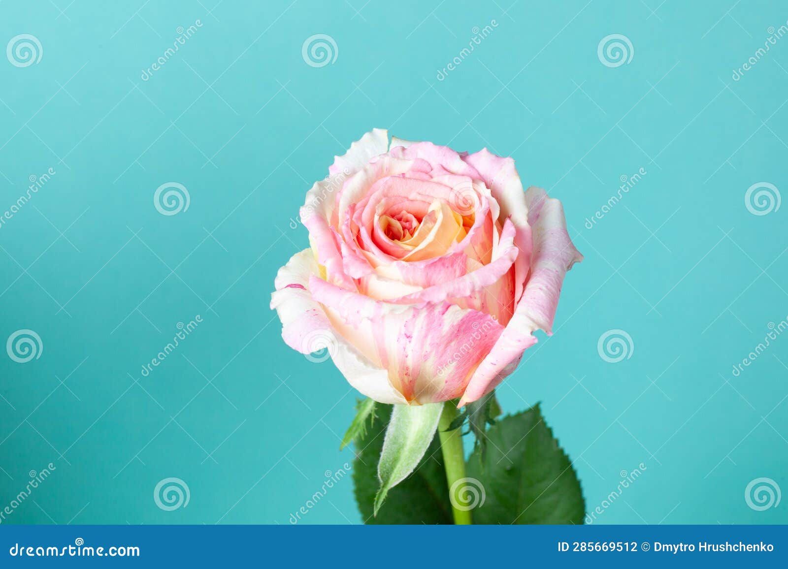 Fiesta rose. Marble rose stock photo. Image of fiesta - 285669512