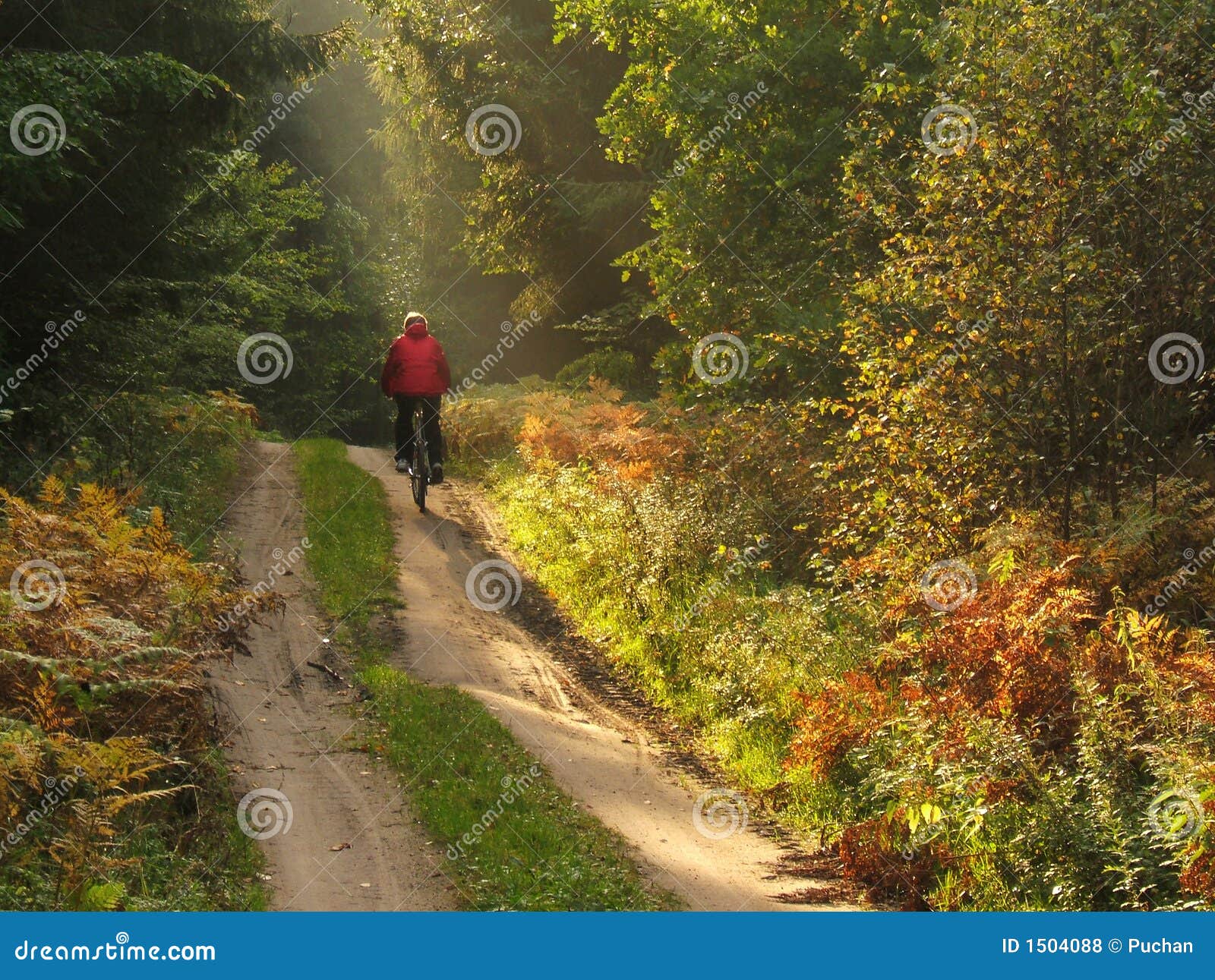 Fietser in bos stock foto. Image of oktober, vers, takken - 1504088