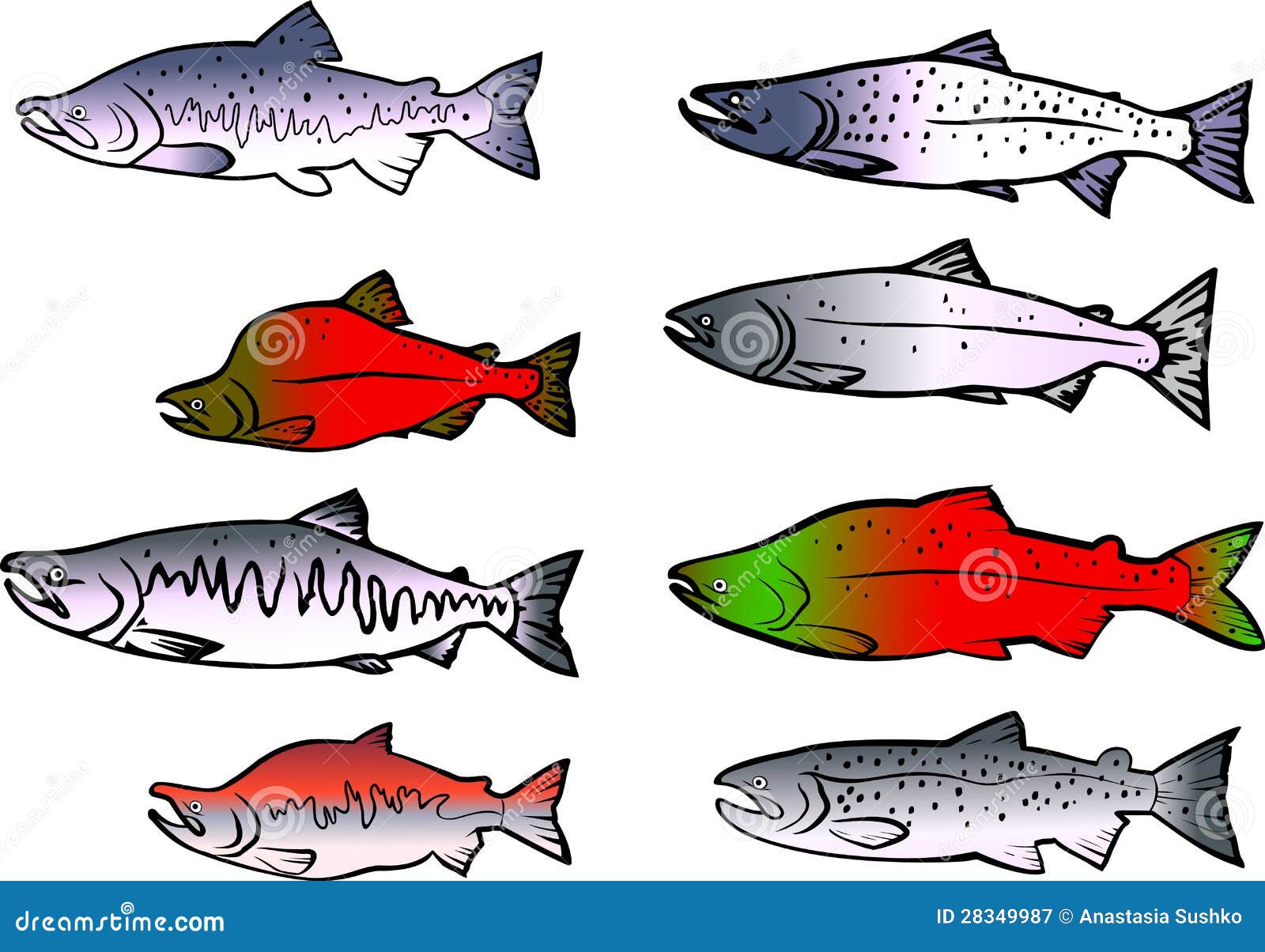 Fifh set stock vector. Illustration of silver, siberian - 28349987