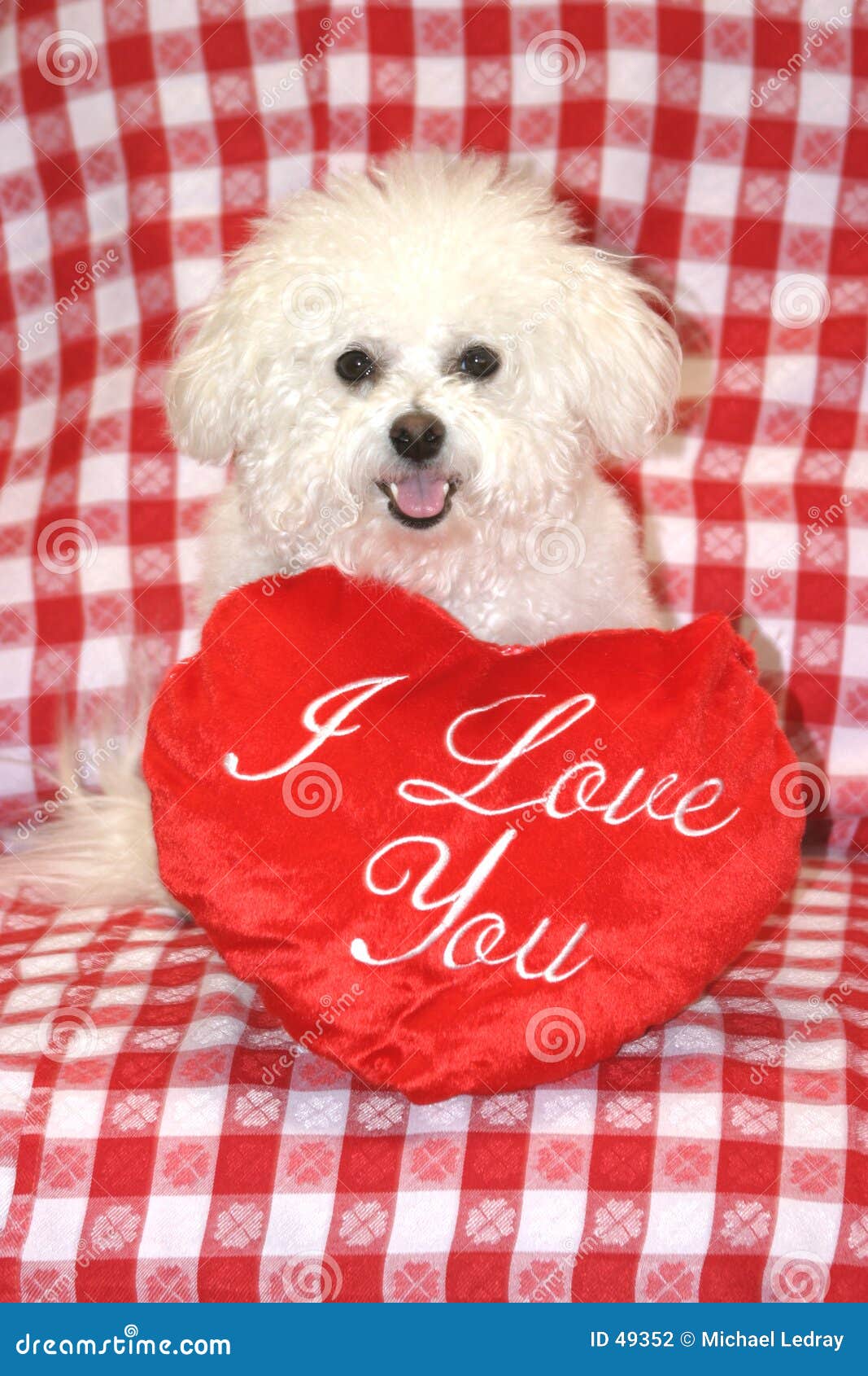 Fifi #5 stock photo. Image of puppies, puppy, frise, fluffy - 49352