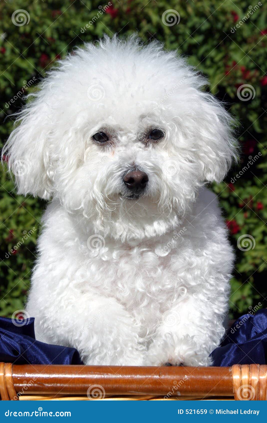 Fifi Un Bicon Frise (familiaris Del Canis) Imagen de archivo - Imagen ...