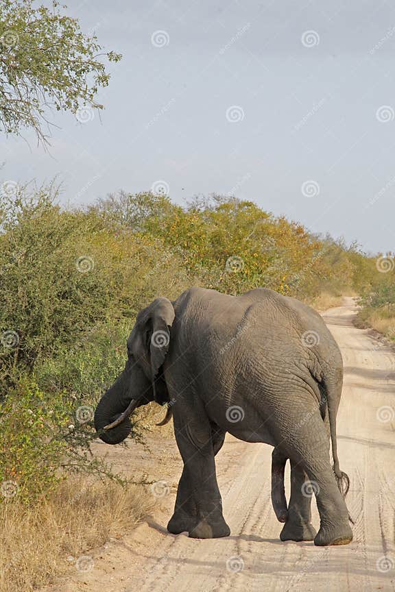 The fifth leg stock photo. Image of ivory, kruger, park - 3370440