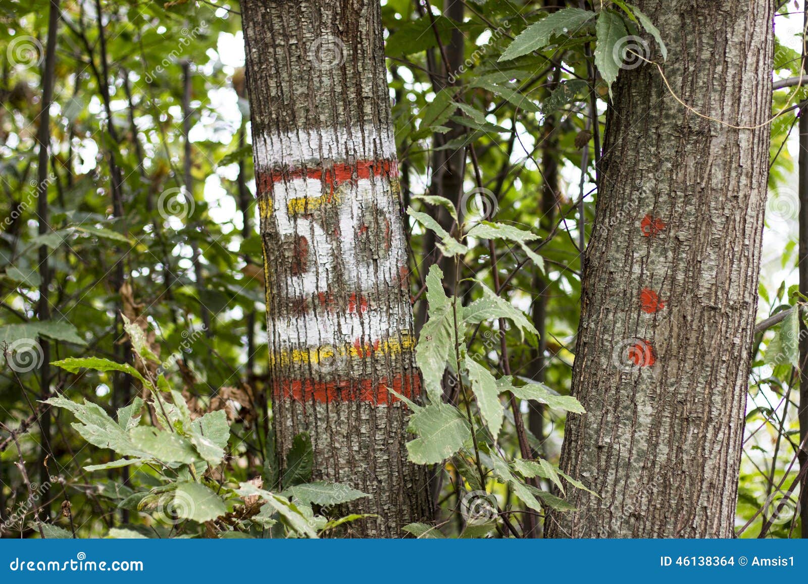 Fifty sign on trees stock photo. Image of dandelion, bright - 46138364