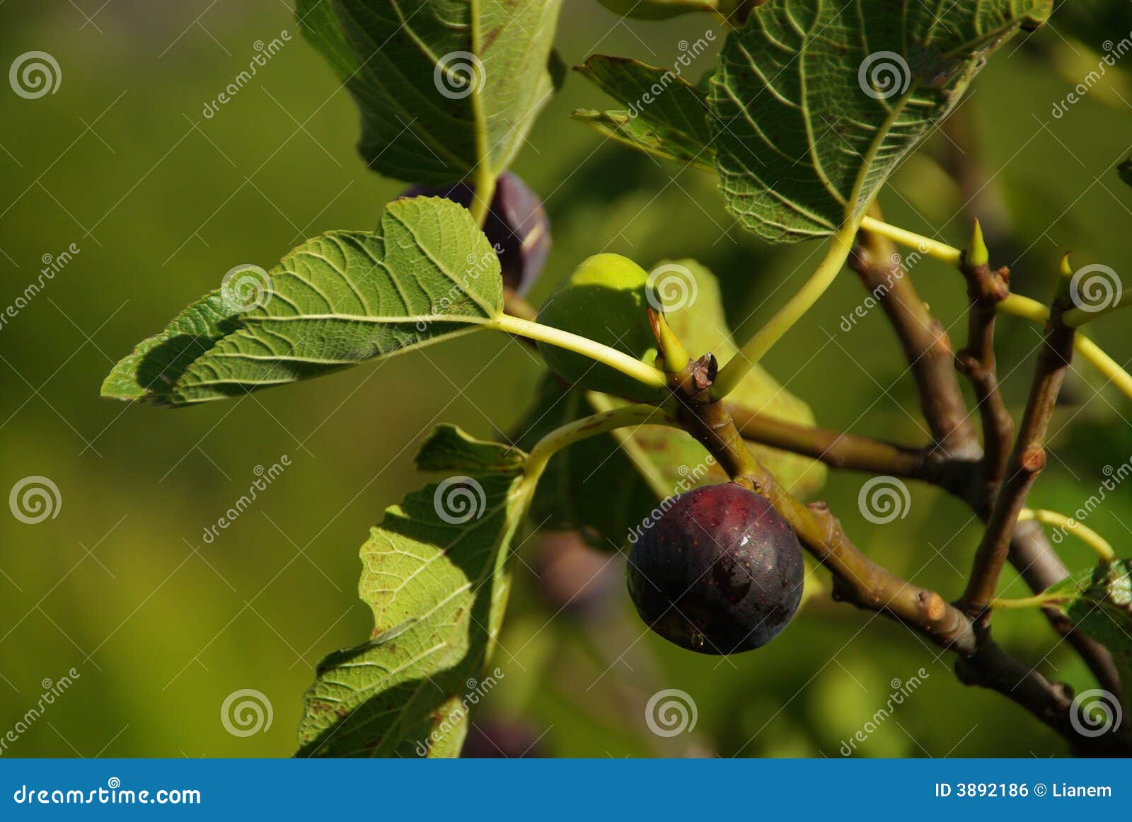 Fig 25 stock photo. Image of vegetable, round, fruits - 3892186