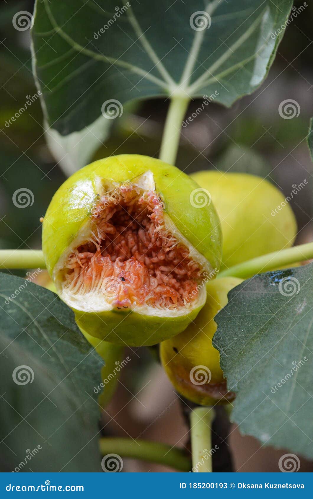 Fig-Asian Fruit. Very Ripe Opened Fruit on the Branches of the Tree ...