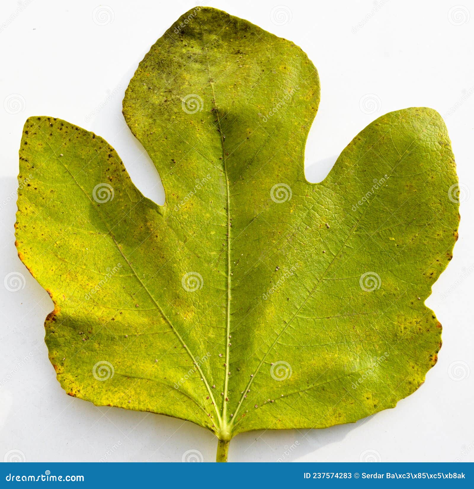 Fig Autumn Leaf, Autumn Leaf of Fig Tree Different Colors Stock Image ...