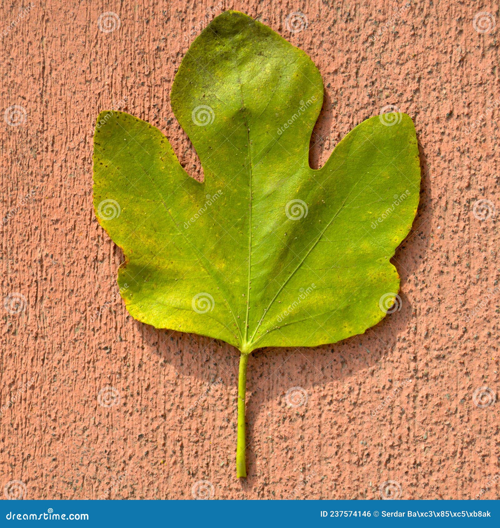 Fig Autumn Leaf, Autumn Leaf of Fig Tree Different Colors, on Red ...