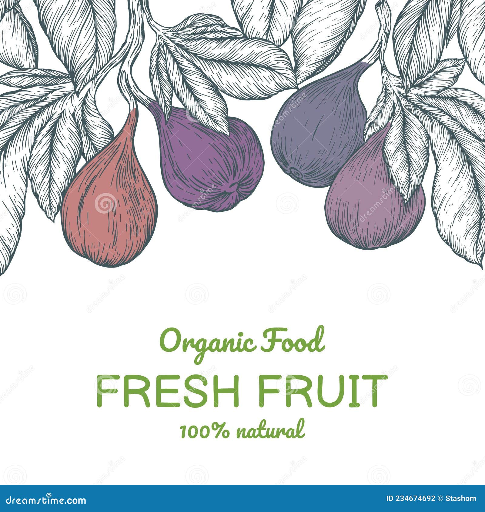 Fig Banner Template Set. Fruit Vertical Design Collection. Engraved ...