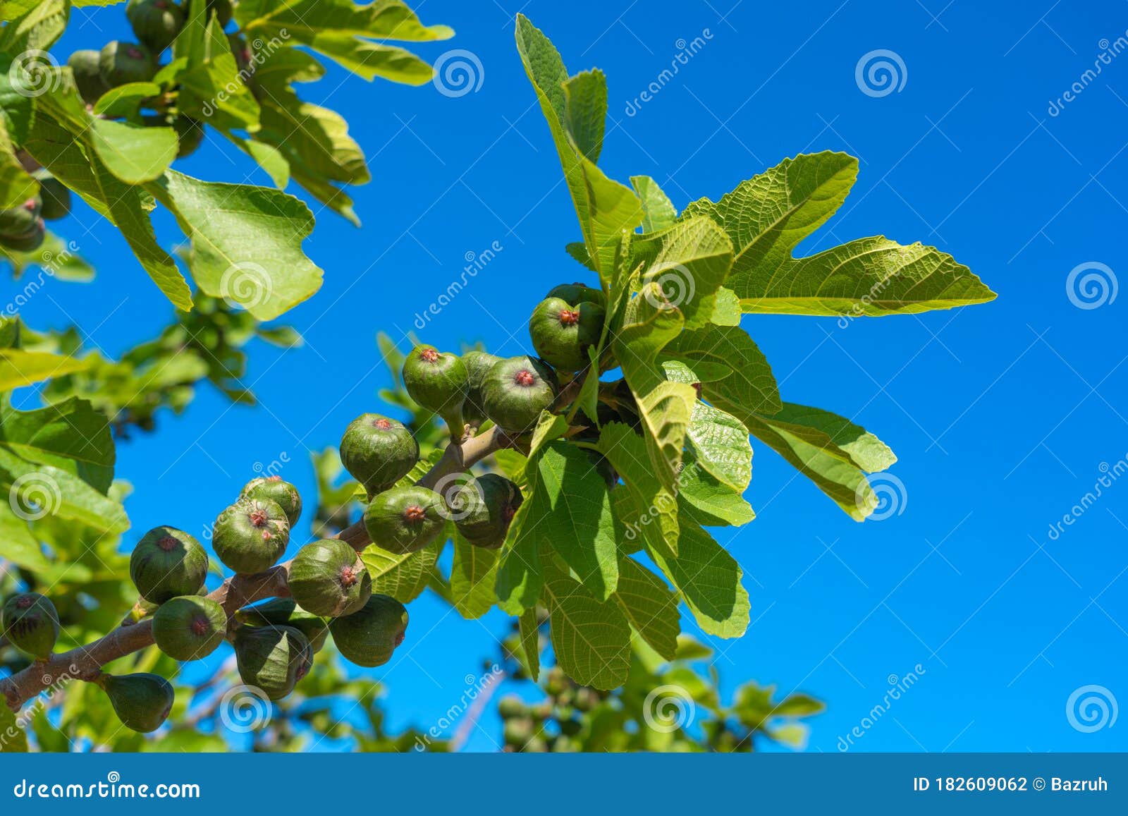 Fig berries on a tree stock photo. Image of green, closeup - 182609062