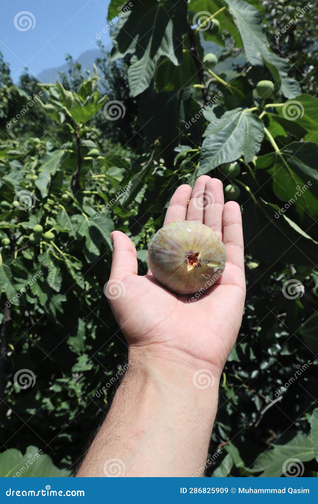 Fig in a Hand with Background Fig Tree Stock Image - Image of hands ...