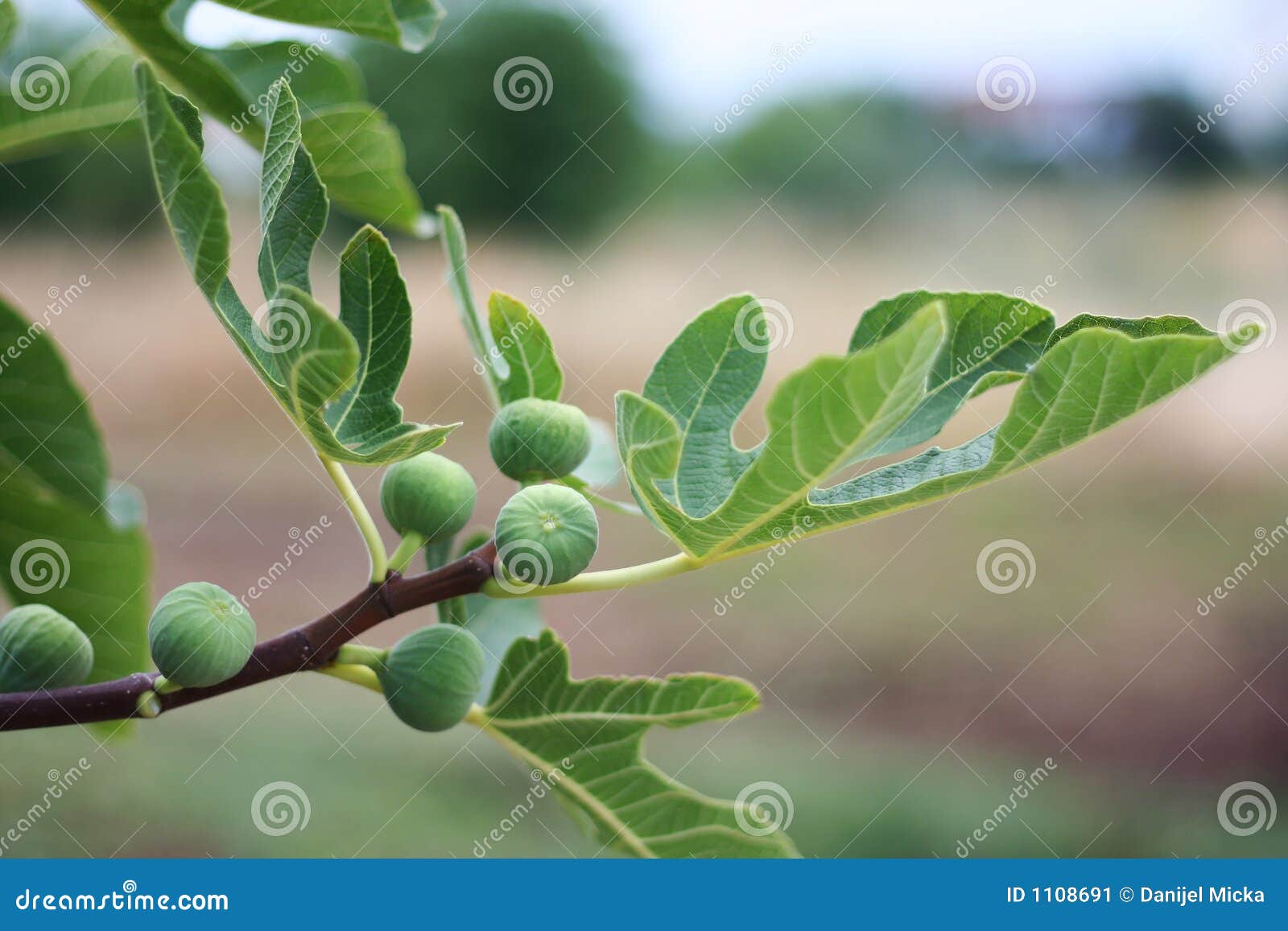 Fig branch stock image. Image of food, fruits, fruit, figs - 1108691