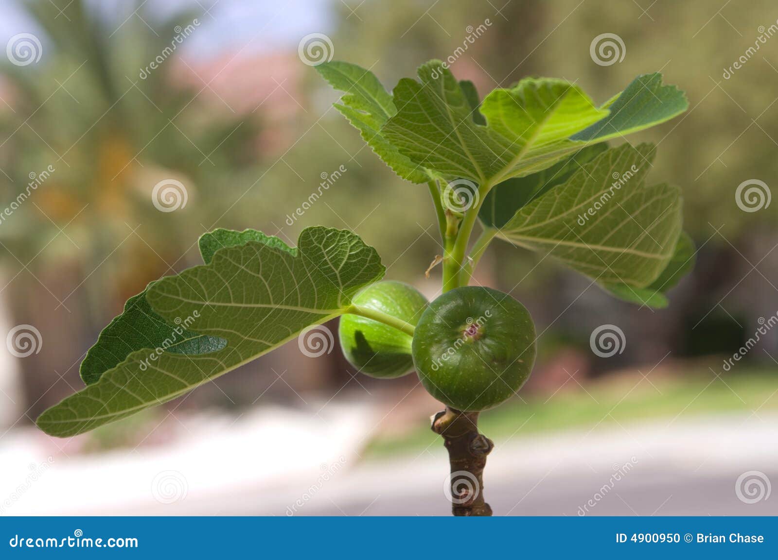 Fig Branch stock photo. Image of nutritious, outdoors - 4900950