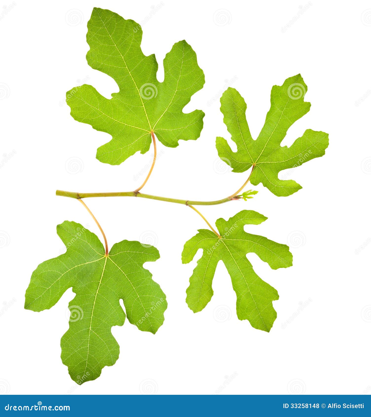 Fig branch stock photo. Image of isolated, bunch, tropical - 33258148