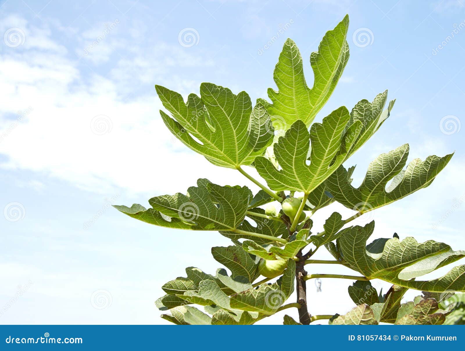Fig branch stock photo. Image of diet, food, fruit, fresh - 81057434