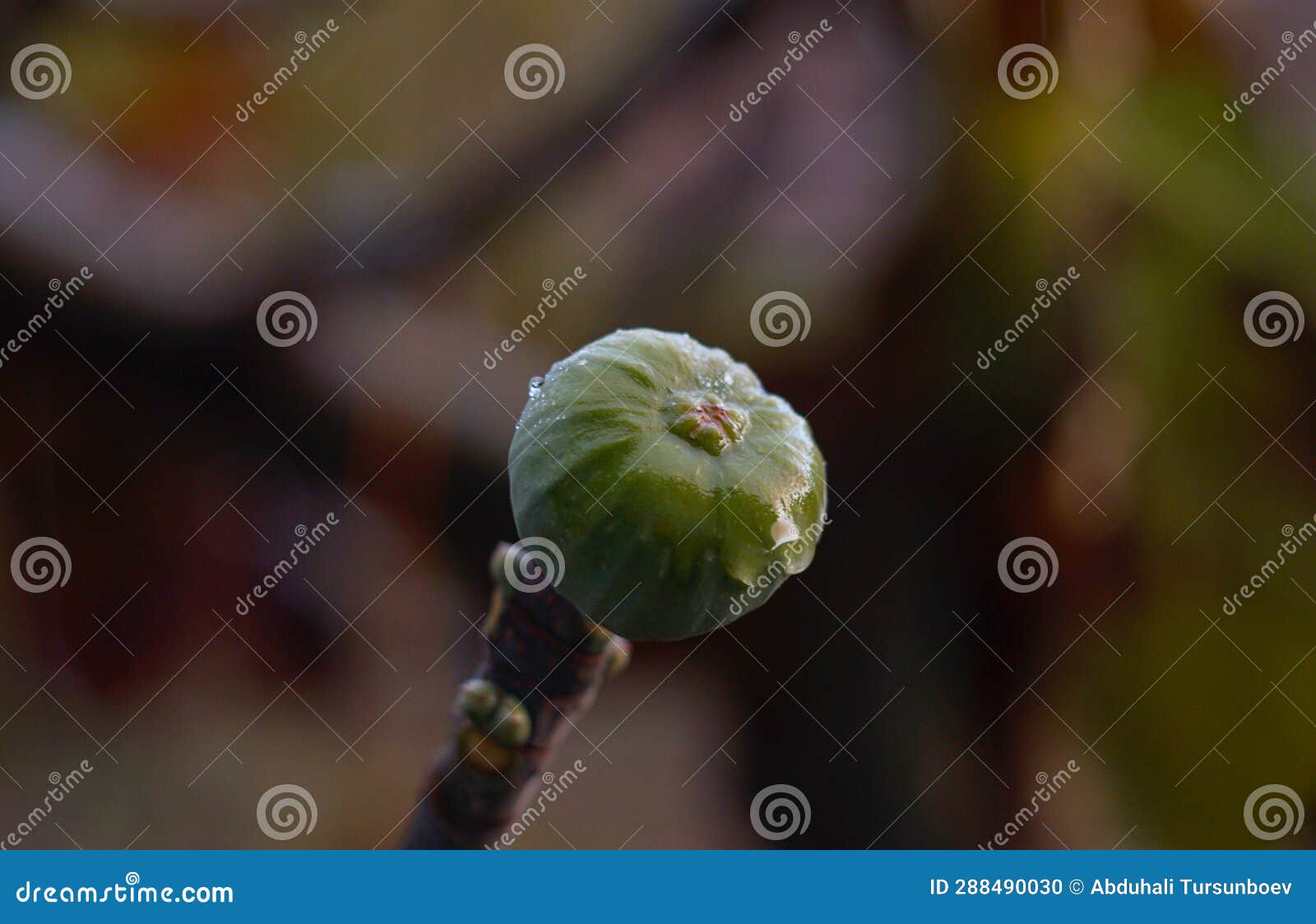 A fig on a fig branch stock photo. Image of agriculture - 288490030