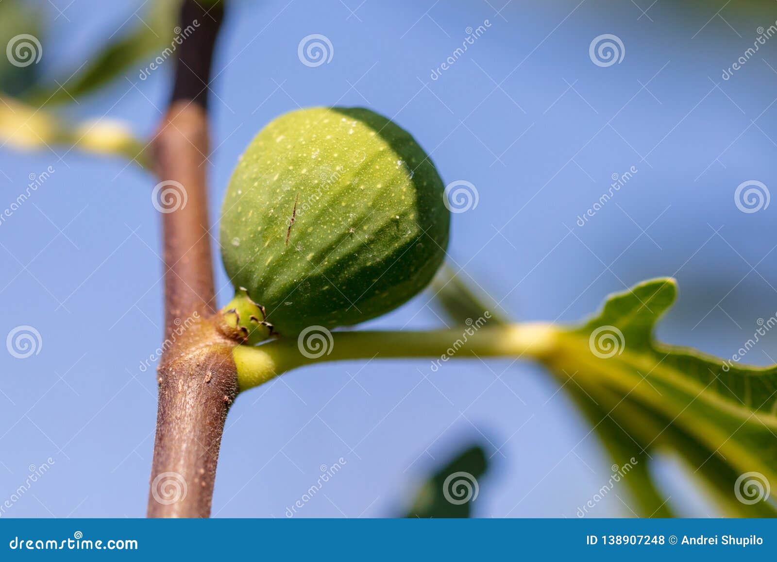 Fig on the Branches of a Tree Stock Photo - Image of tropical, nature ...