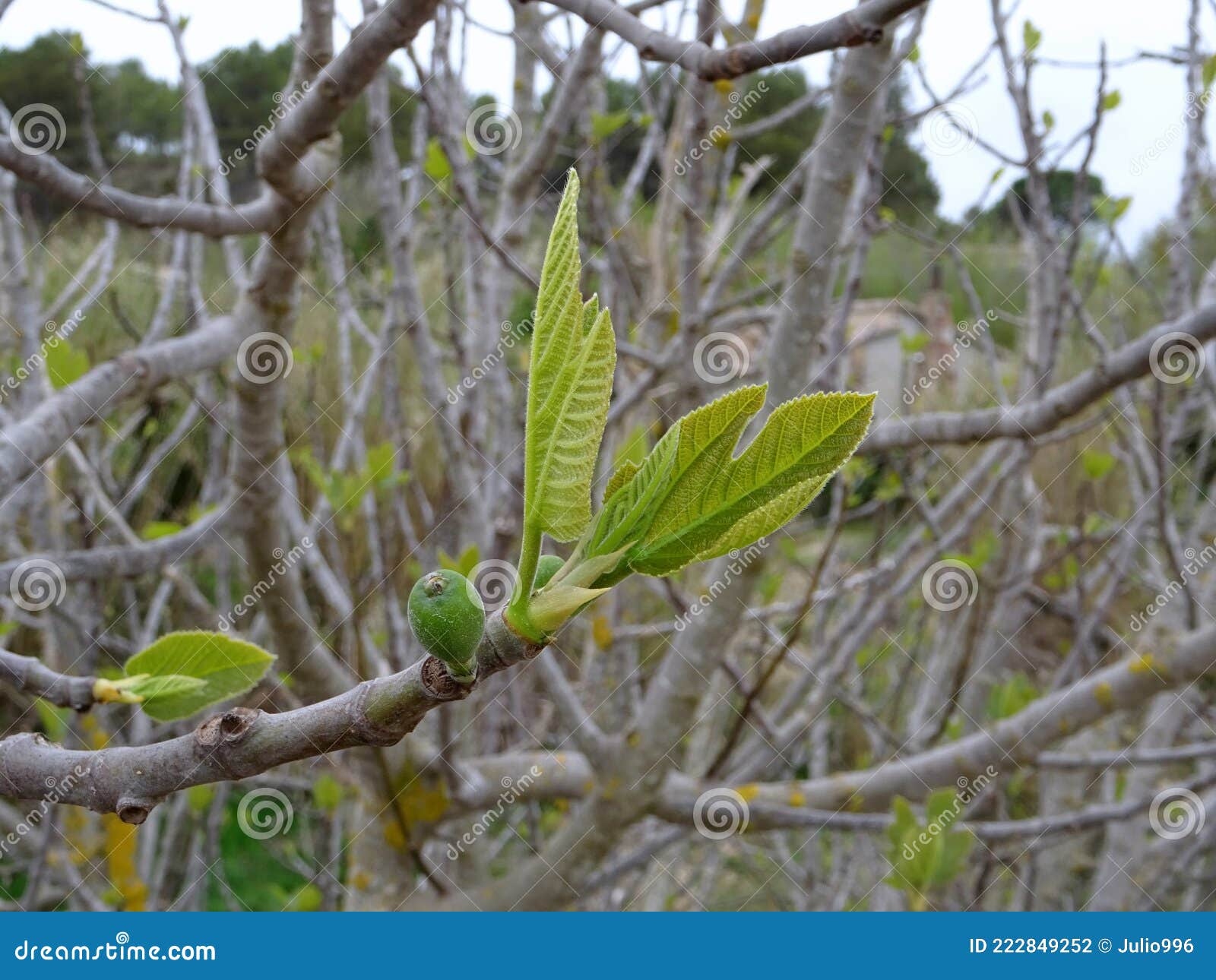 Fig Bud Still Green Fig Fruit. Rebirth Life that Breaks through Stock ...