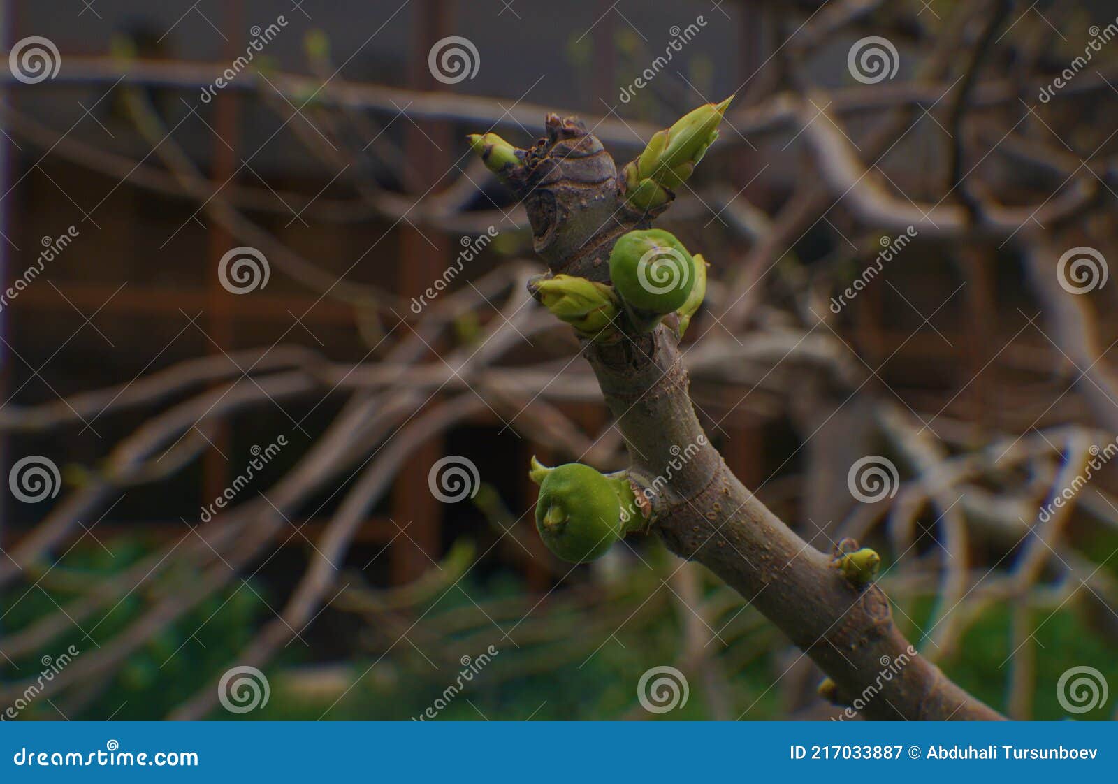 Fig buds stock image. Image of plant, environment, food - 217033887