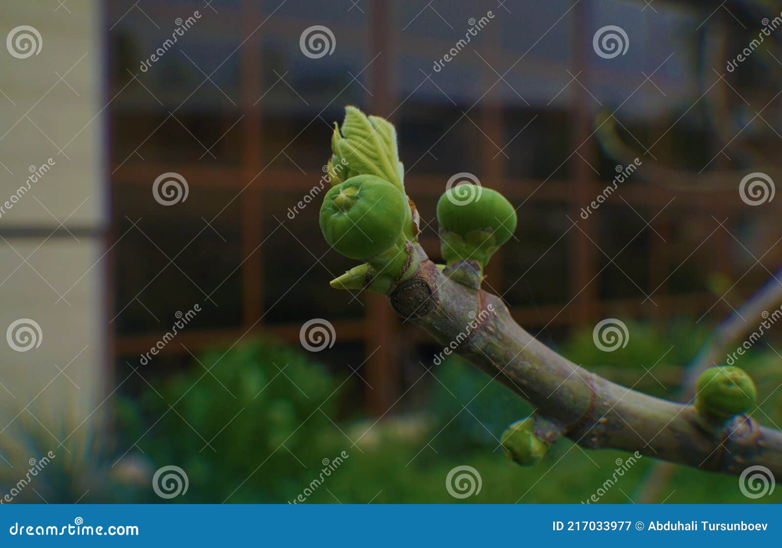 Fig buds stock image. Image of twig, flora, nature, agriculture - 217033977