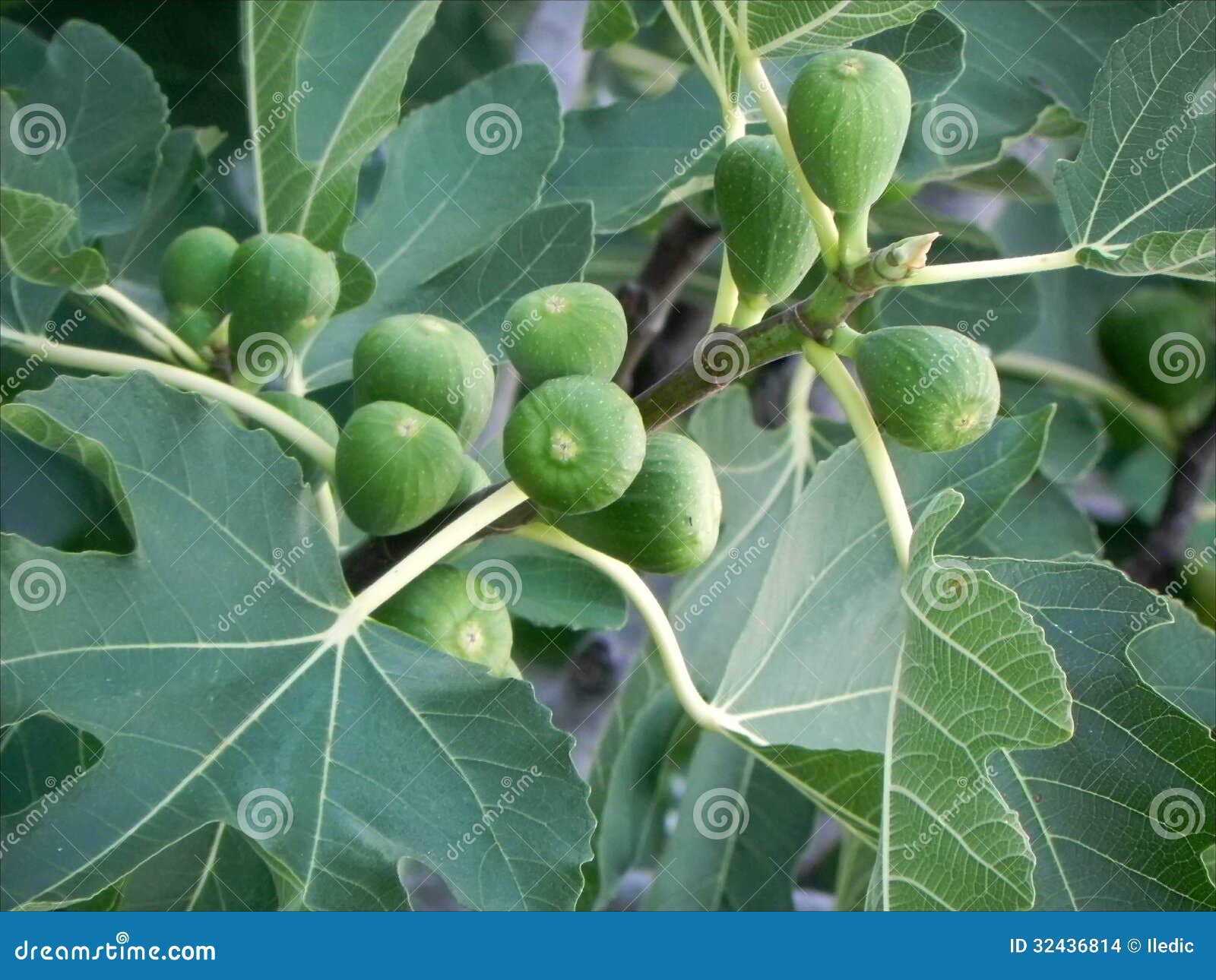 Fig stock photo. Image of macro, green, food, nutrition - 32436814