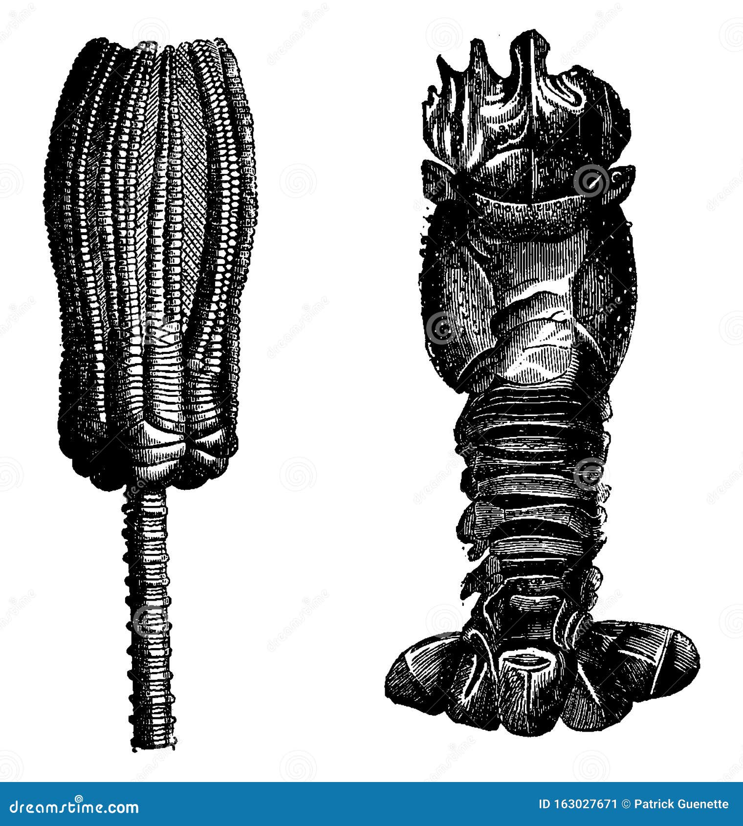 Fig.275. Echinoderms and Crinoids, Fig. 276. Crustaceans Triassic ...