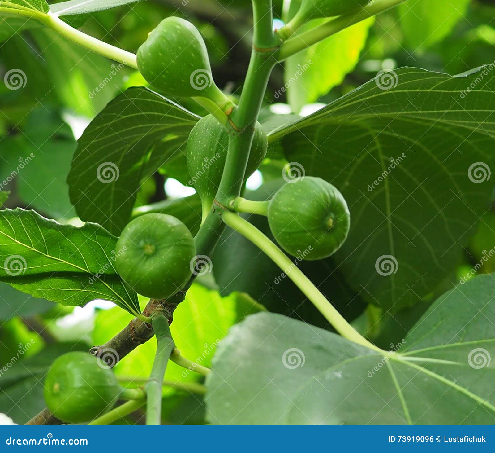 Fig or FIcus Tree with Fruit Stock Photo - Image of fruit, ficus: 73919096