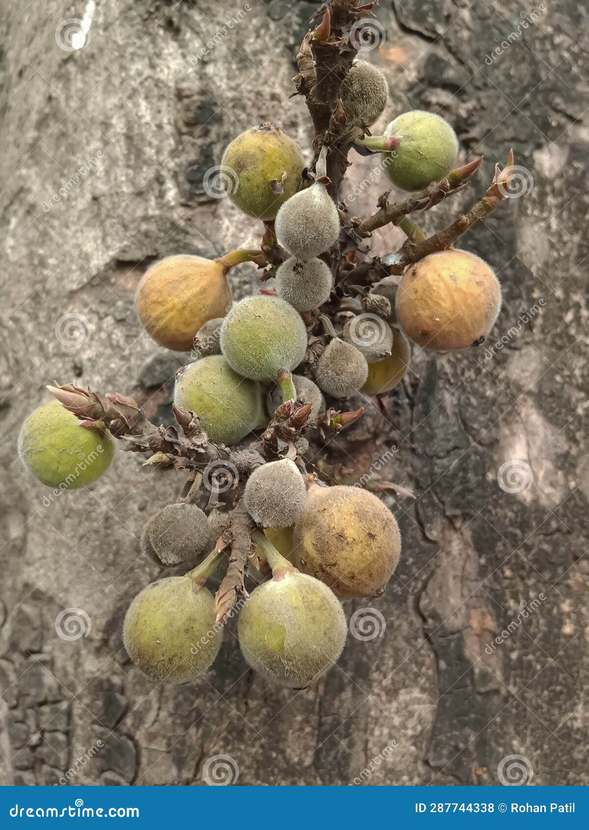 Fig Fruit (Anjir) Growing on the Tree in India Stock Photo - Image of ...