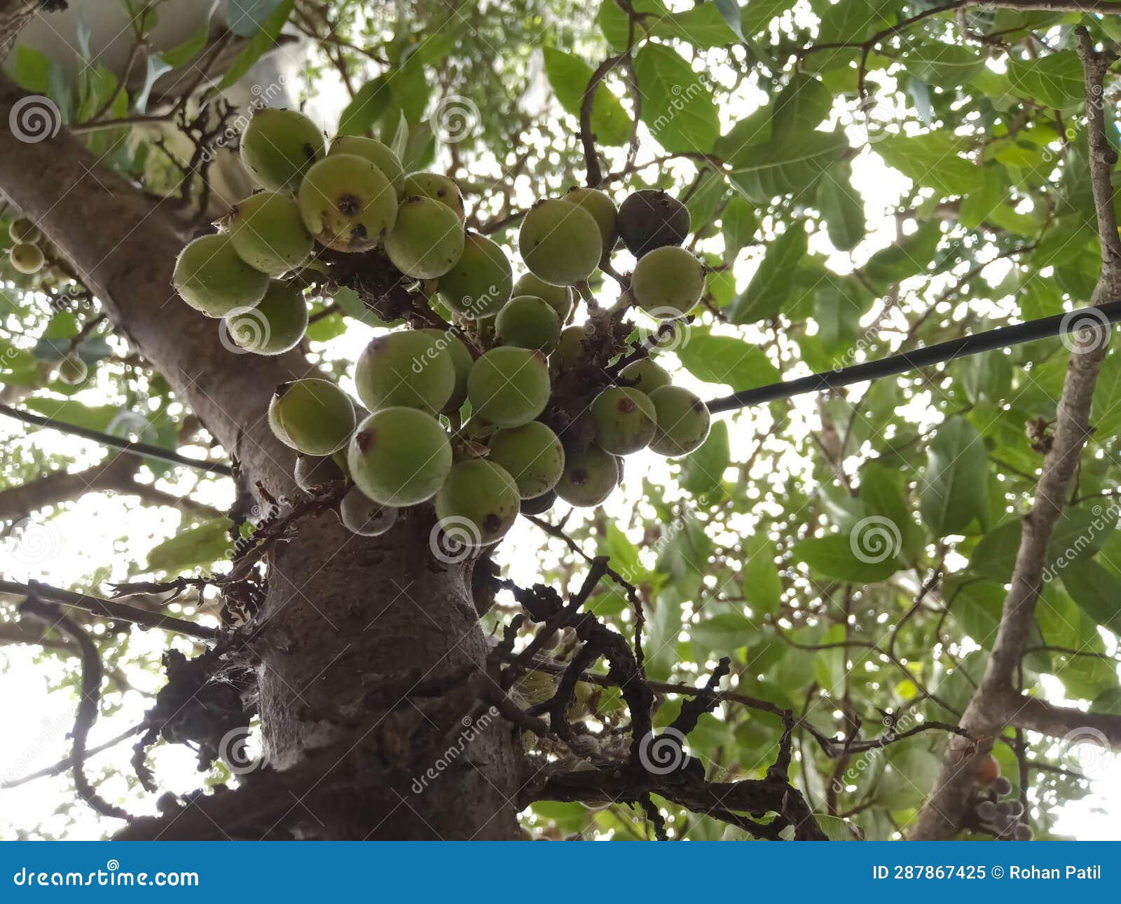Fig Fruit (Anjir) Growing on the Tree in India Stock Image - Image of ...