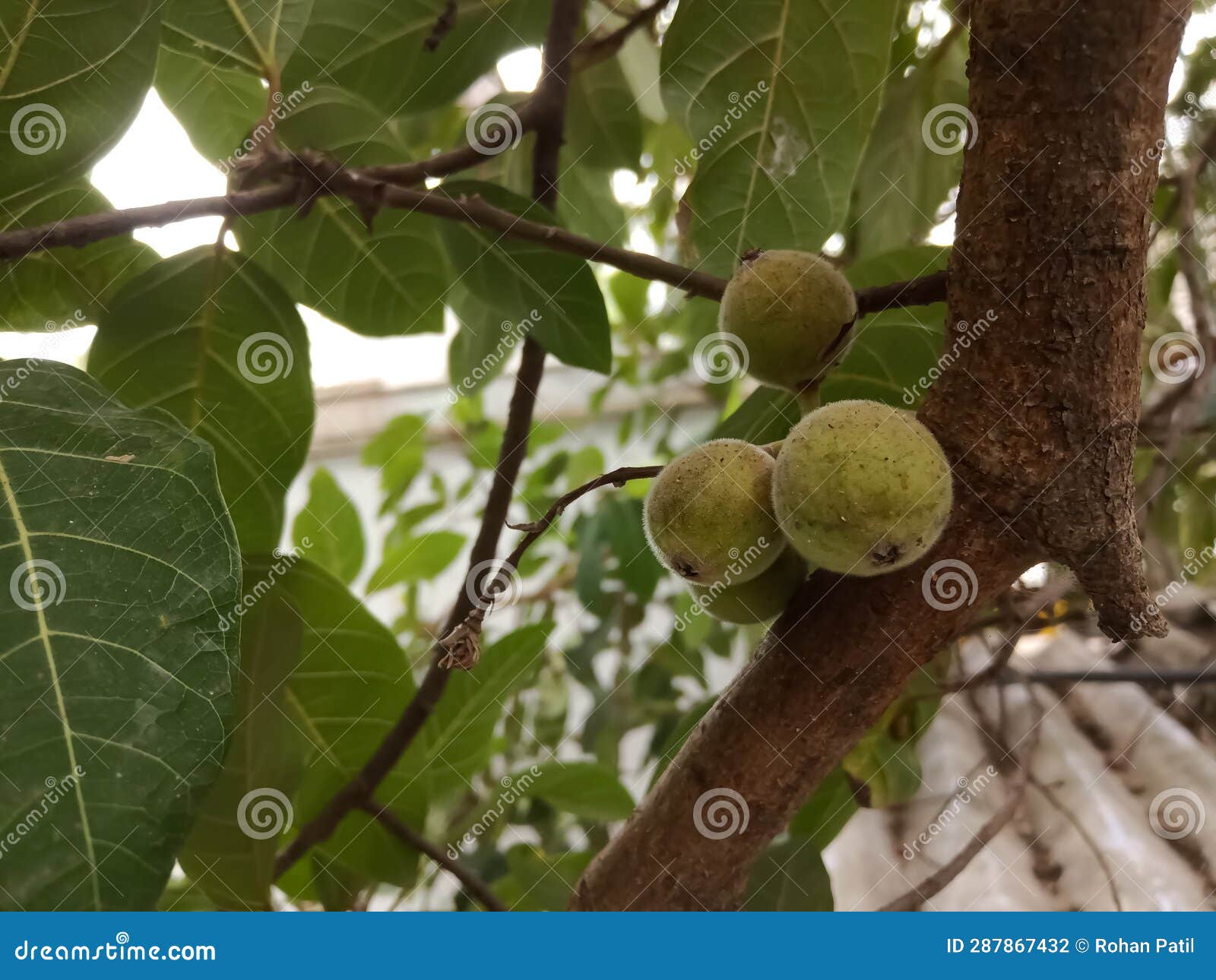 Fig Fruit (Anjir) Growing on the Tree in India Stock Photo - Image of ...