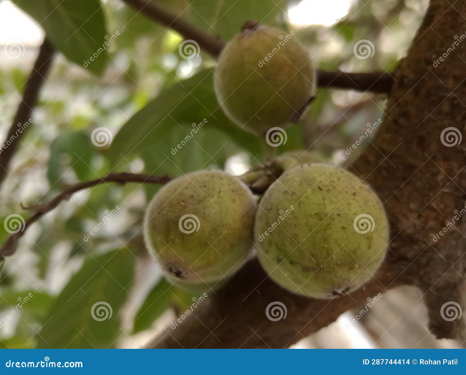 Fig Fruit (Anjir) Growing on the Tree in India Stock Photo - Image of ...