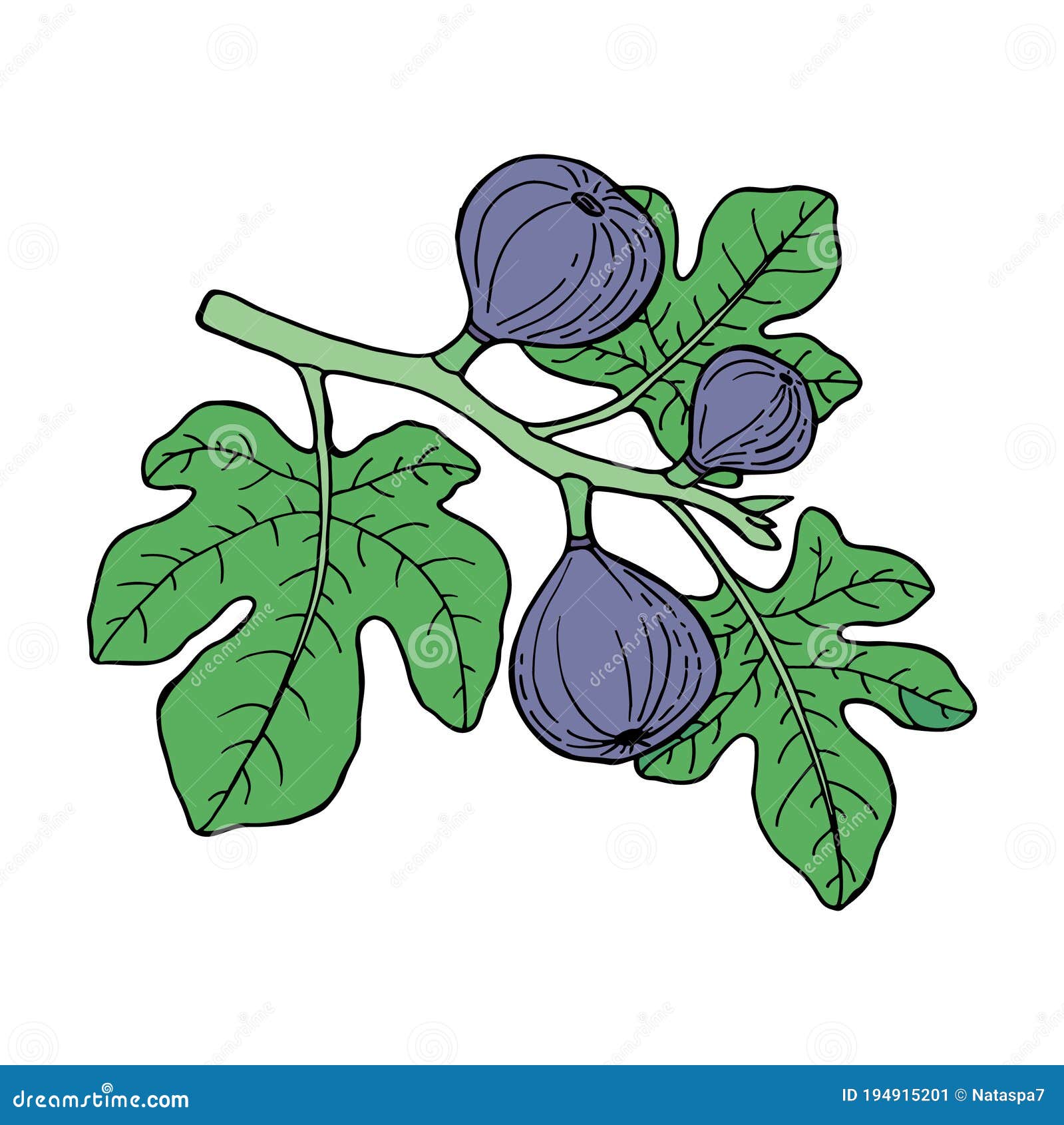 Fig Fruit Branch. Drawing in Line Sketch Style Stock Illustration ...