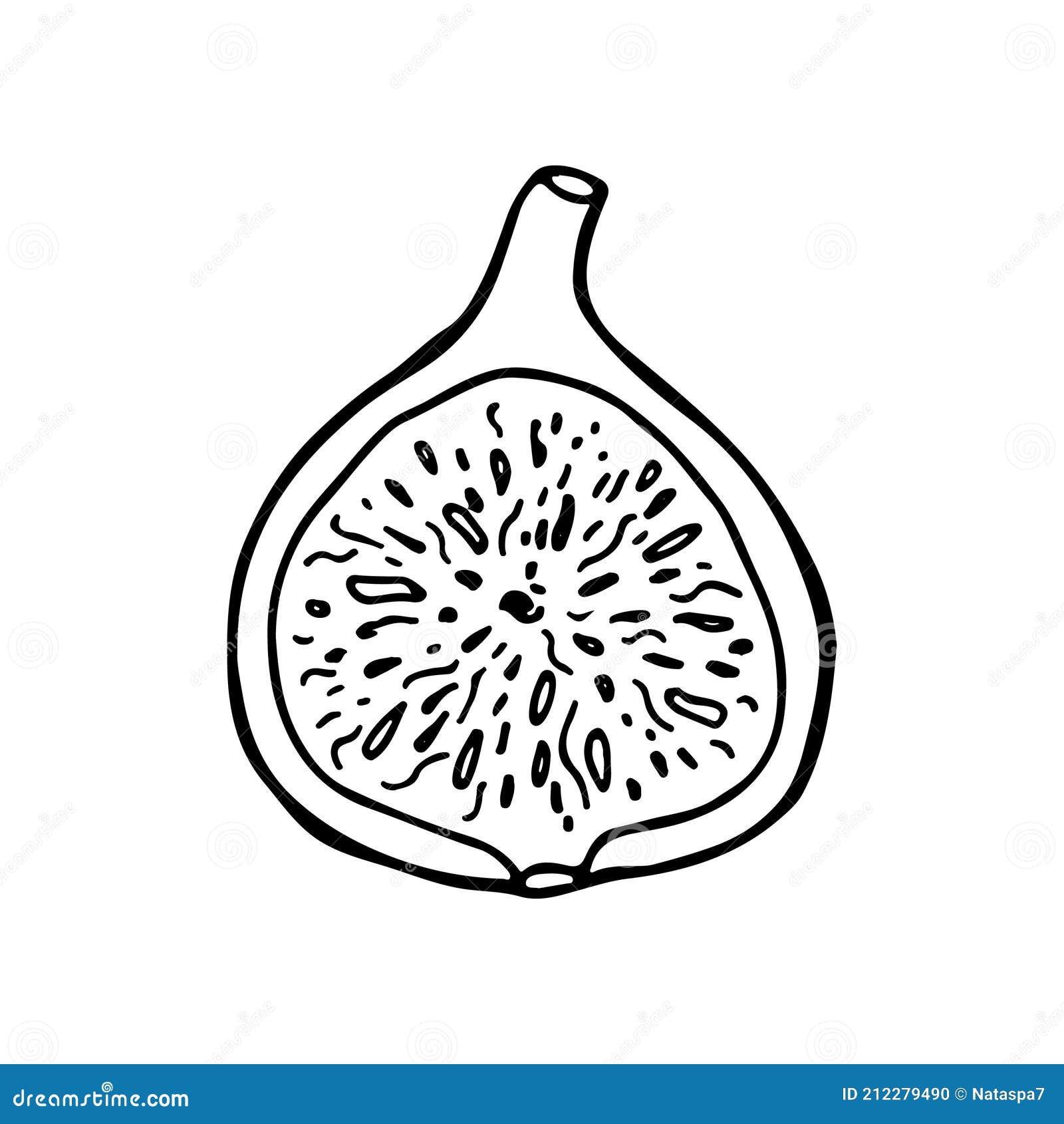 Fig Fruit. Drawing in Sketch Style Stock Vector - Illustration of ...