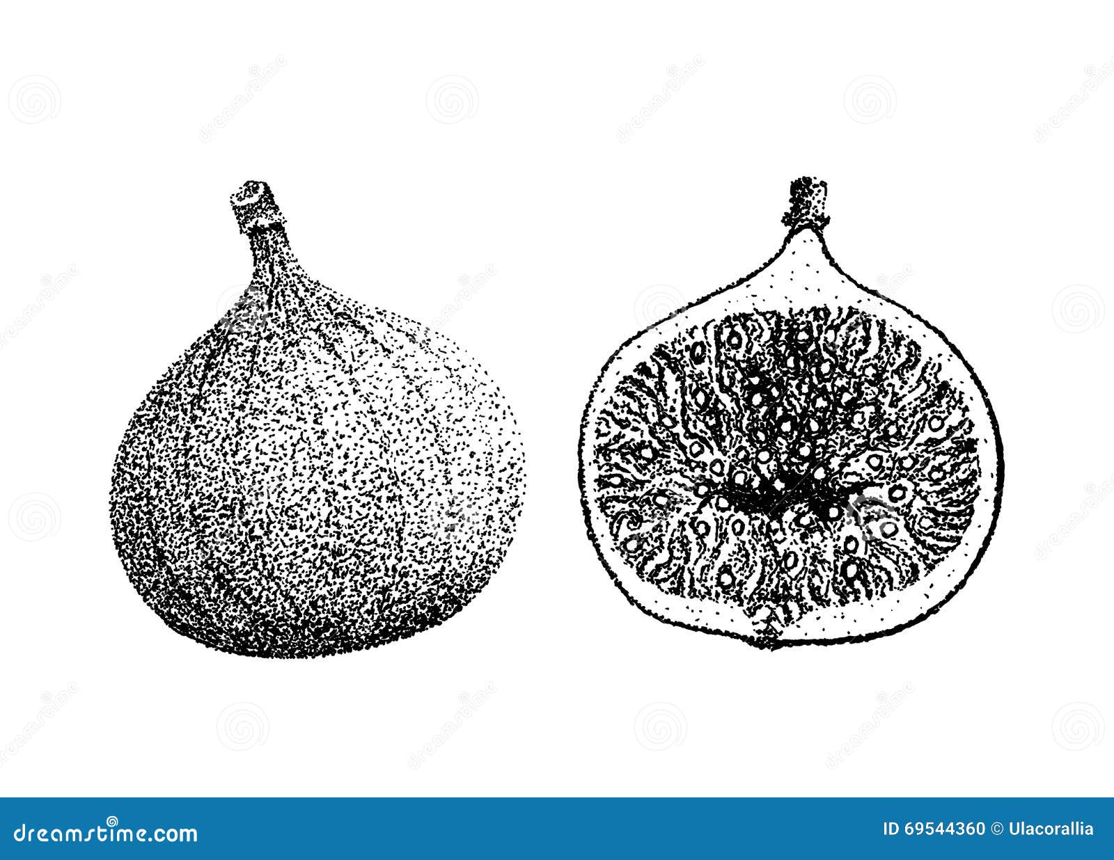 Fig Fruit Illustration Old Lithography Style Hand Drawn Stock ...