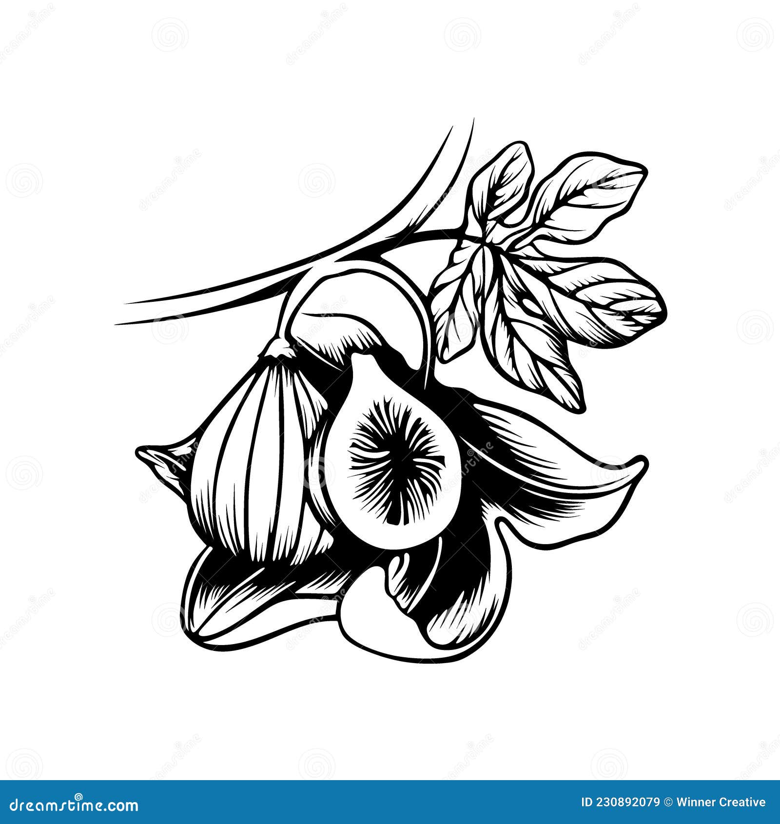 FIG Fruit Logo Design. Figs Fruit Vector Illustration Stock Vector ...