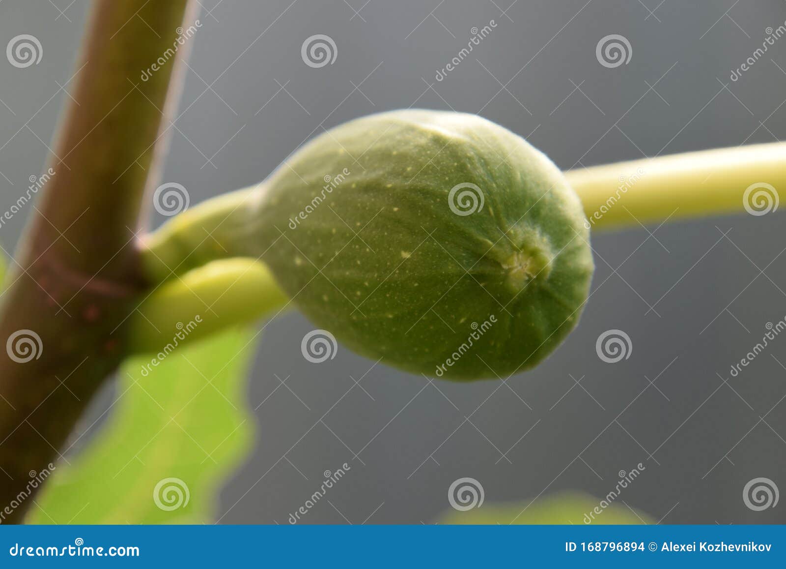 Fig fruit stock photo. Image of bush, ripe, figs, shot - 168796894