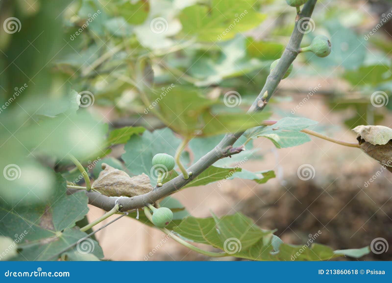 Fig Fruit Plant Tree Growing in Farm Stock Photo - Image of agriculture ...