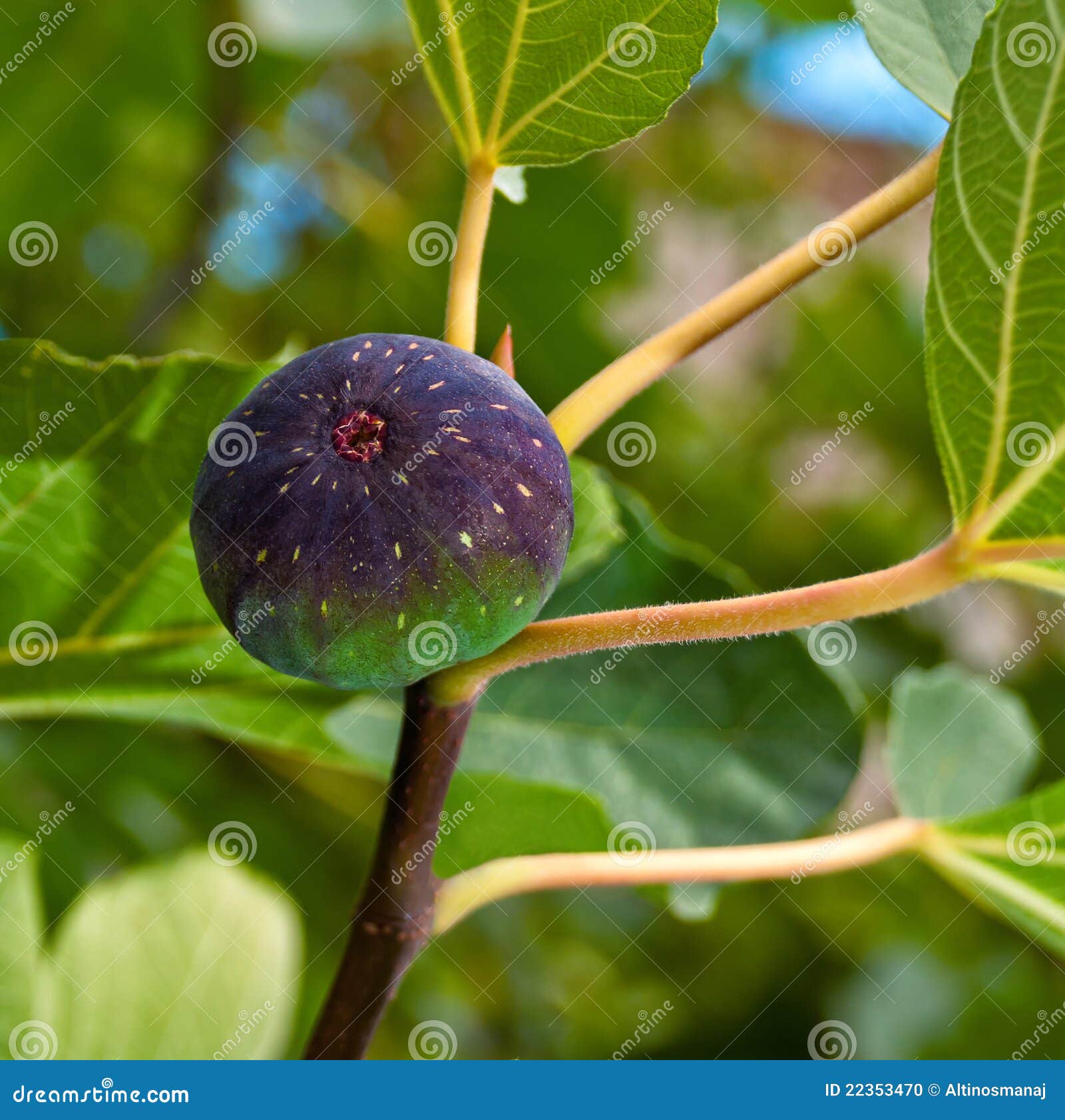 Fig fruit on the tree stock photo. Image of stem, farming - 22353470