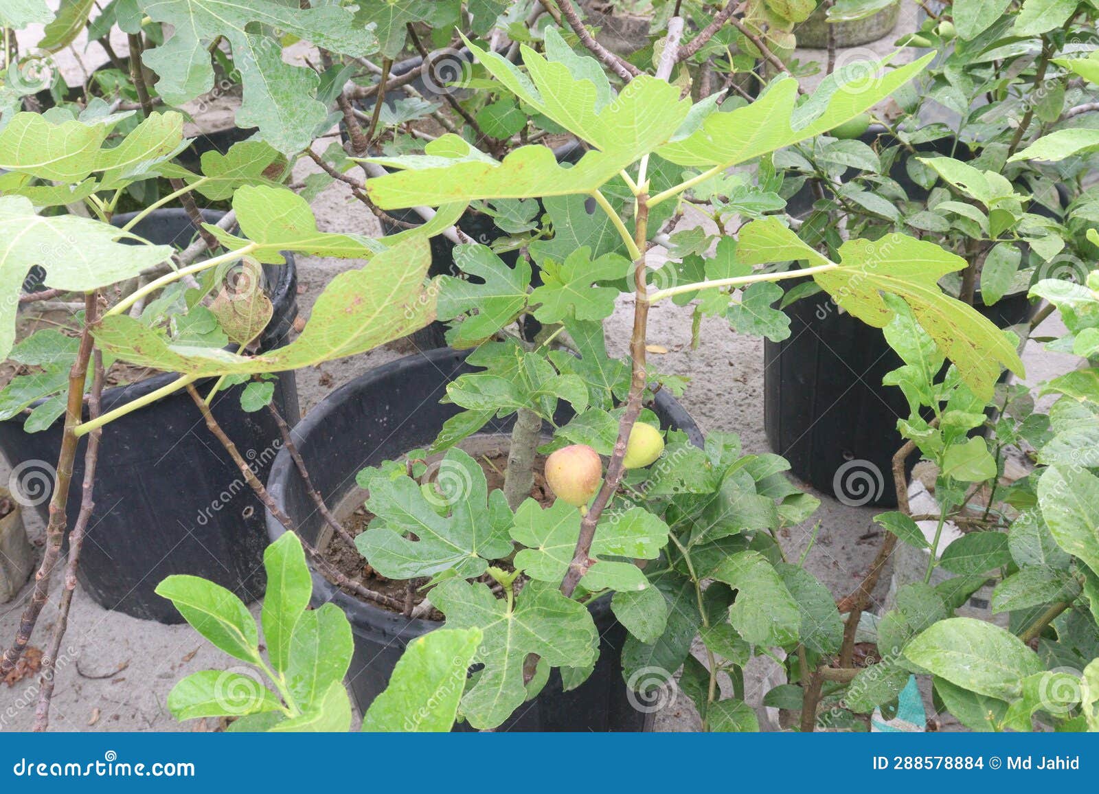 Fig fruit on tree in farm stock photo. Image of lifestyle - 288578884
