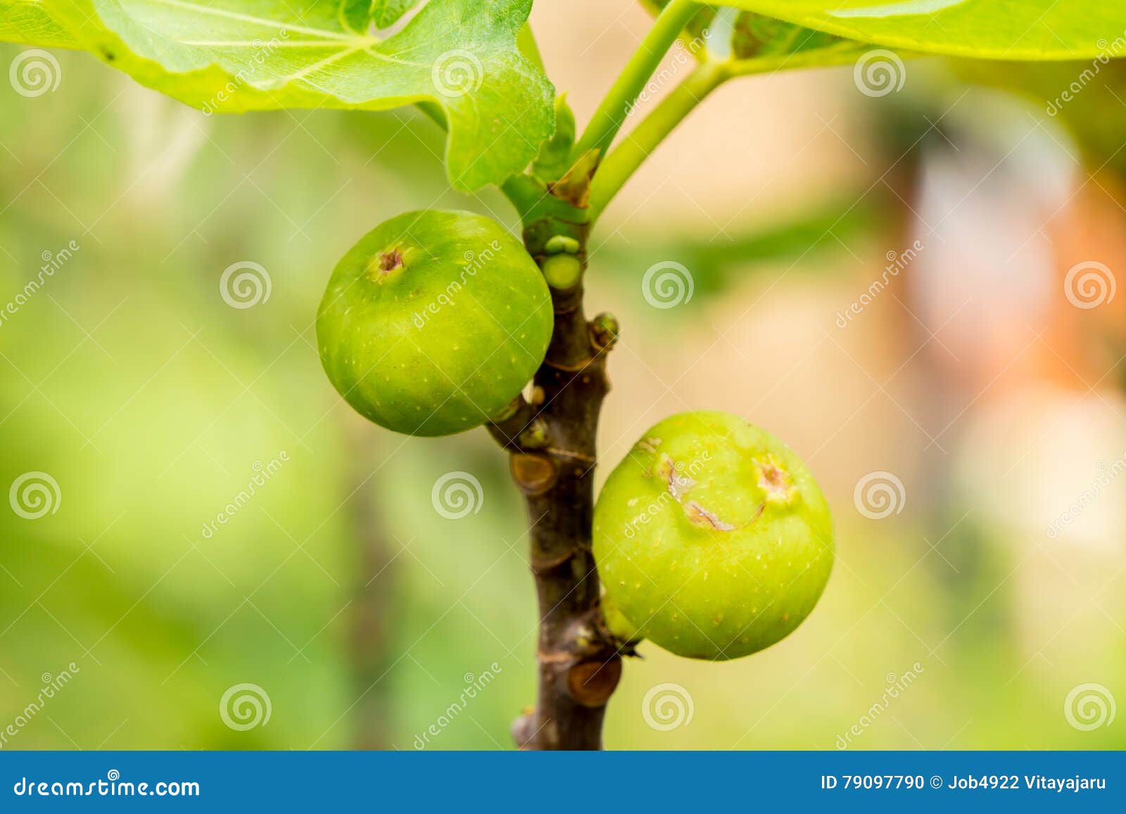 Fig Fruit on tree stock photo. Image of environment, details - 79097790