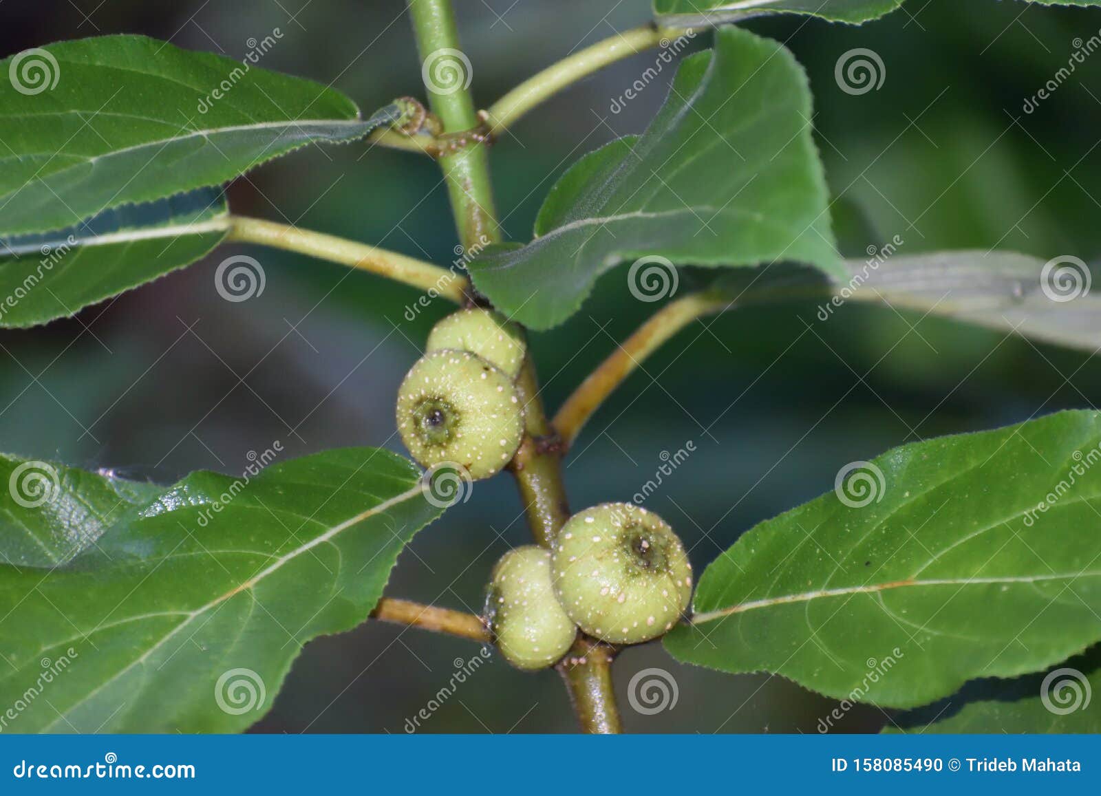 Fig Fruit on the Tree or Green Color Fig Fruit Stock Photo - Image of ...