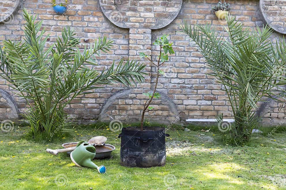 Fig Fruit Tree in a Grow Bag Stock Photo - Image of home, background ...