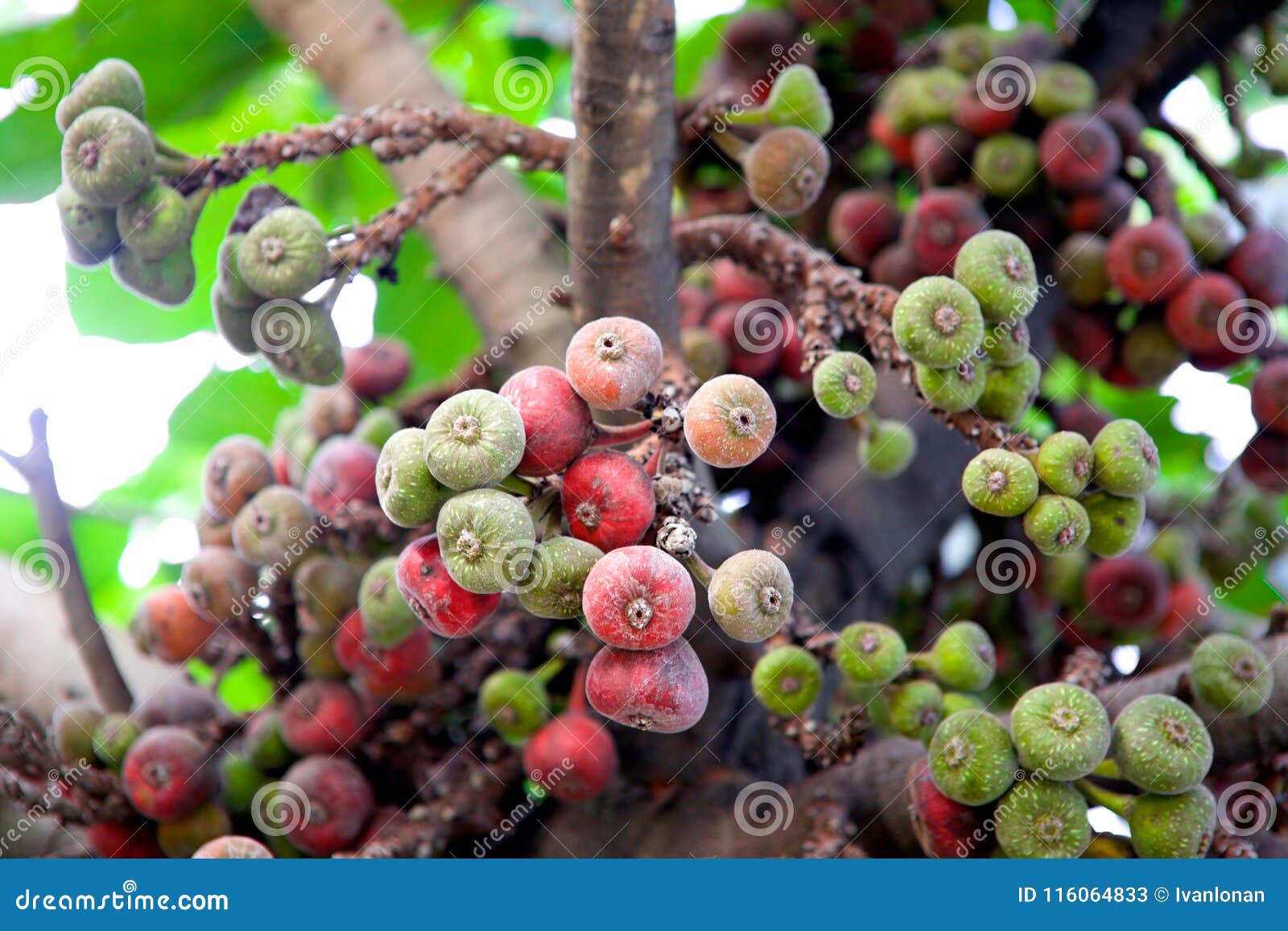 Fig Fruit in the Tree stock image. Image of bole, green - 116064833