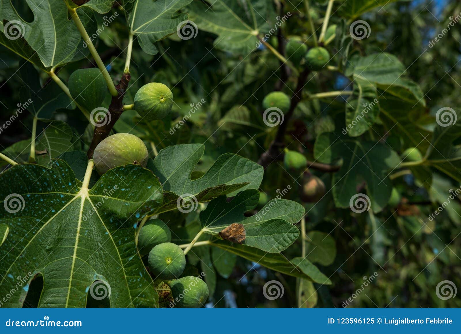 Fig fruit and tree stock image. Image of natural, branch - 123596125