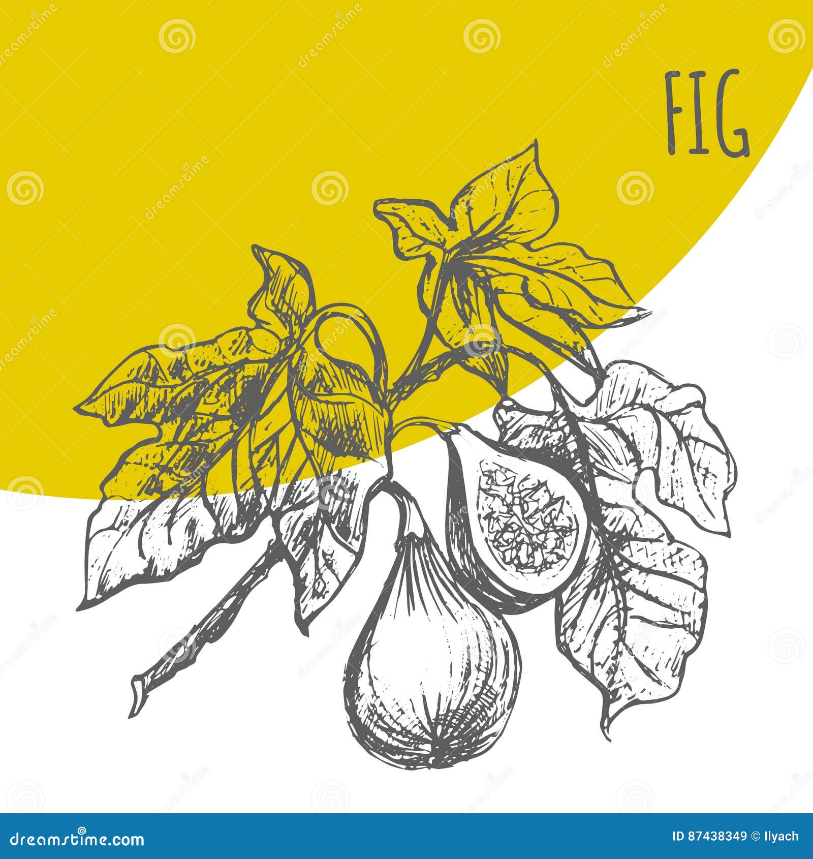 Fig Fruit Vector Botanical Illustration Sketch Plant Stock Vector ...