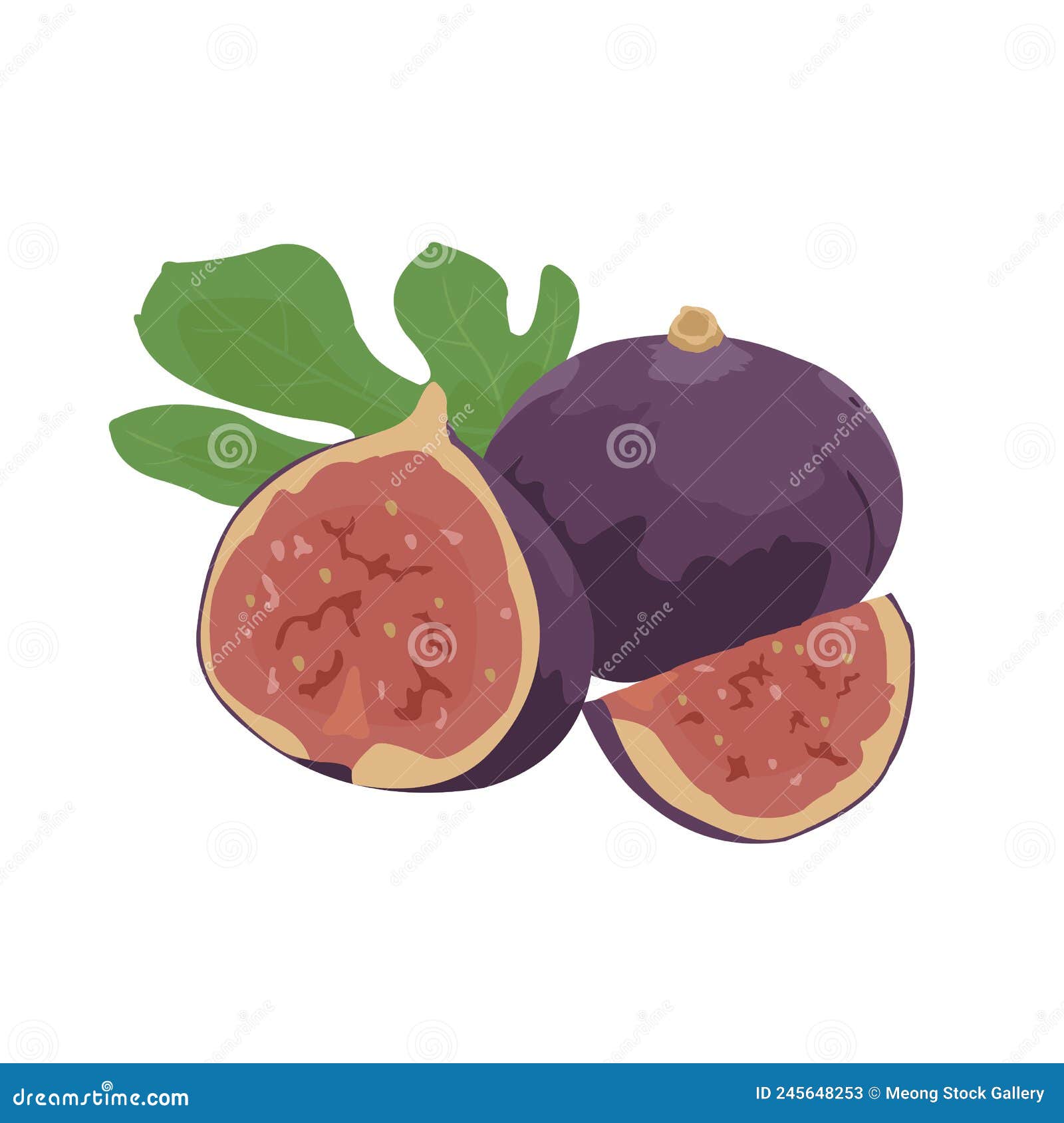 Fig Fruit Vector stock vector. Illustration of brown - 245648253