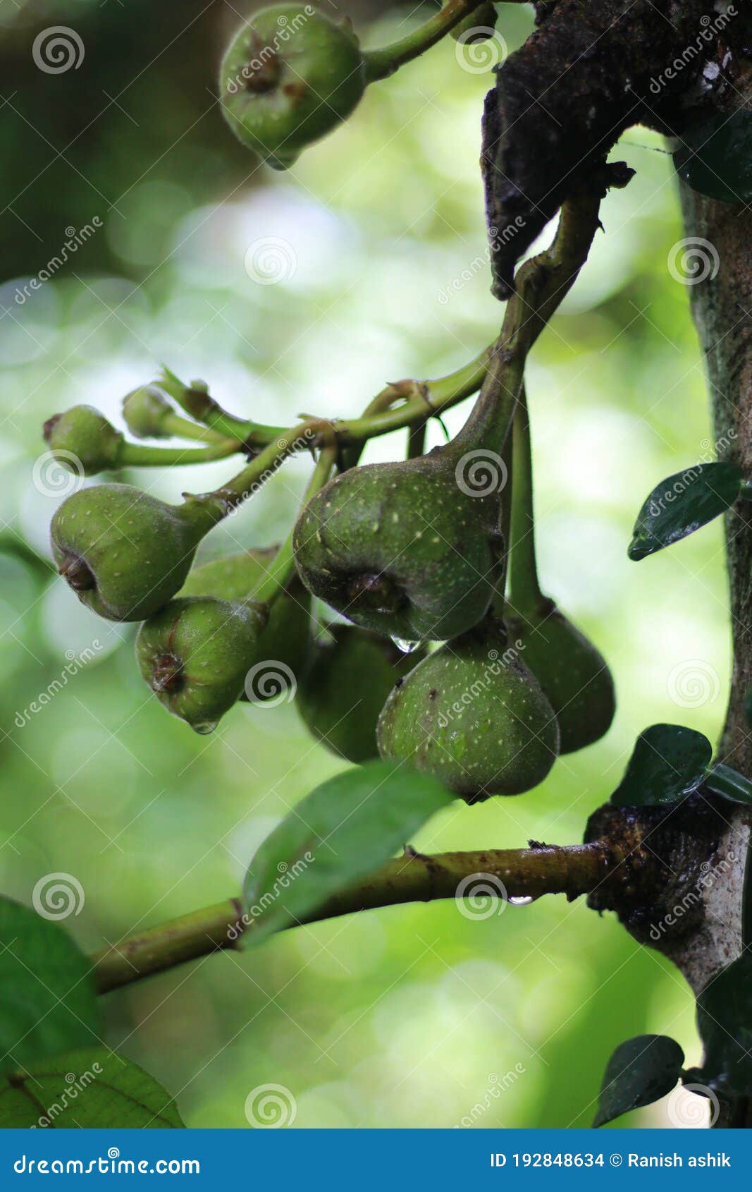The fruit stock photo. Image of pluck, ready, green - 192848634