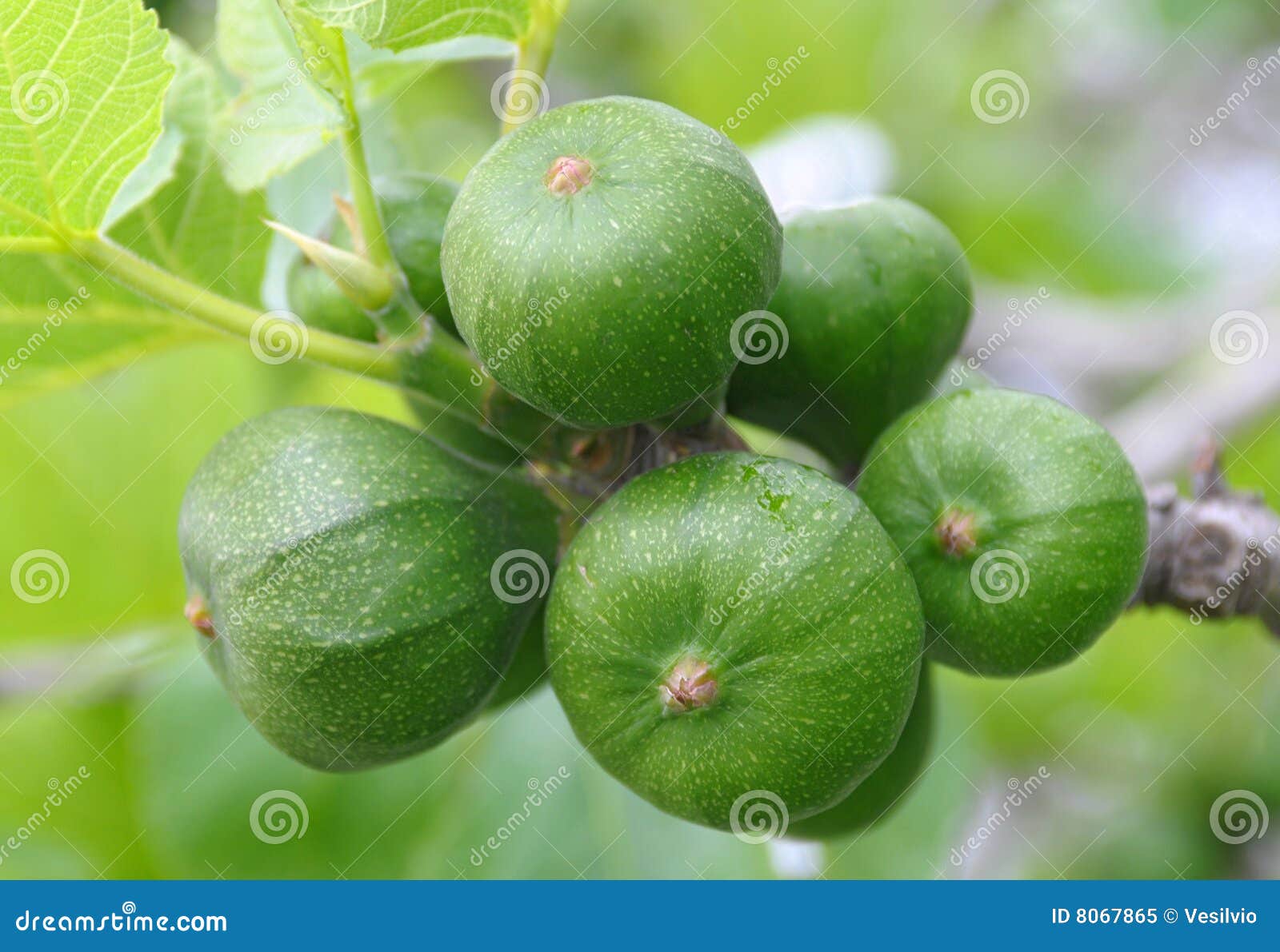 Fig fruits stock image. Image of bunch, plant, leaf, focus - 8067865